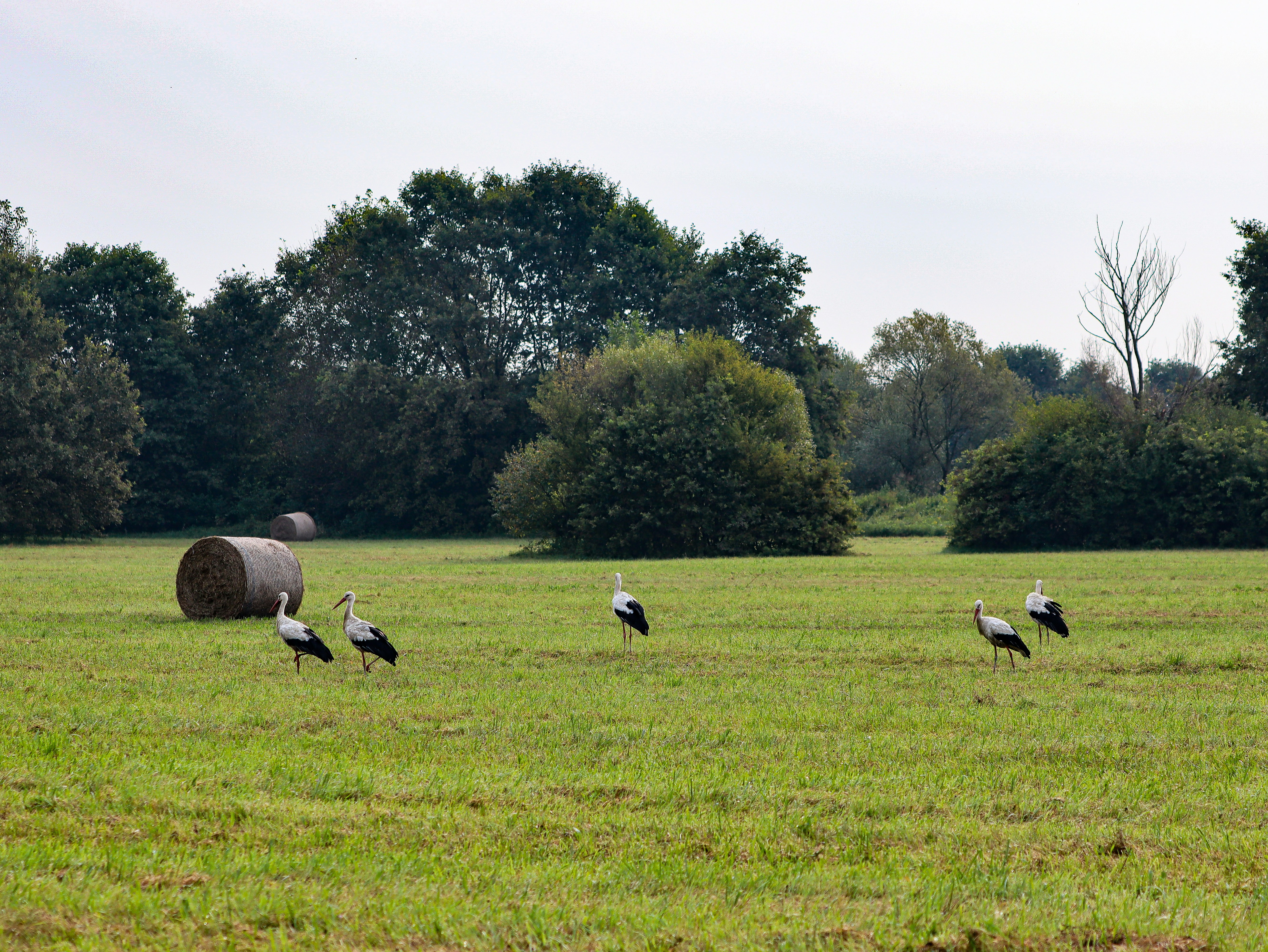 Meadow Assembly: Five White Herons Pause Across a Sunlit Field