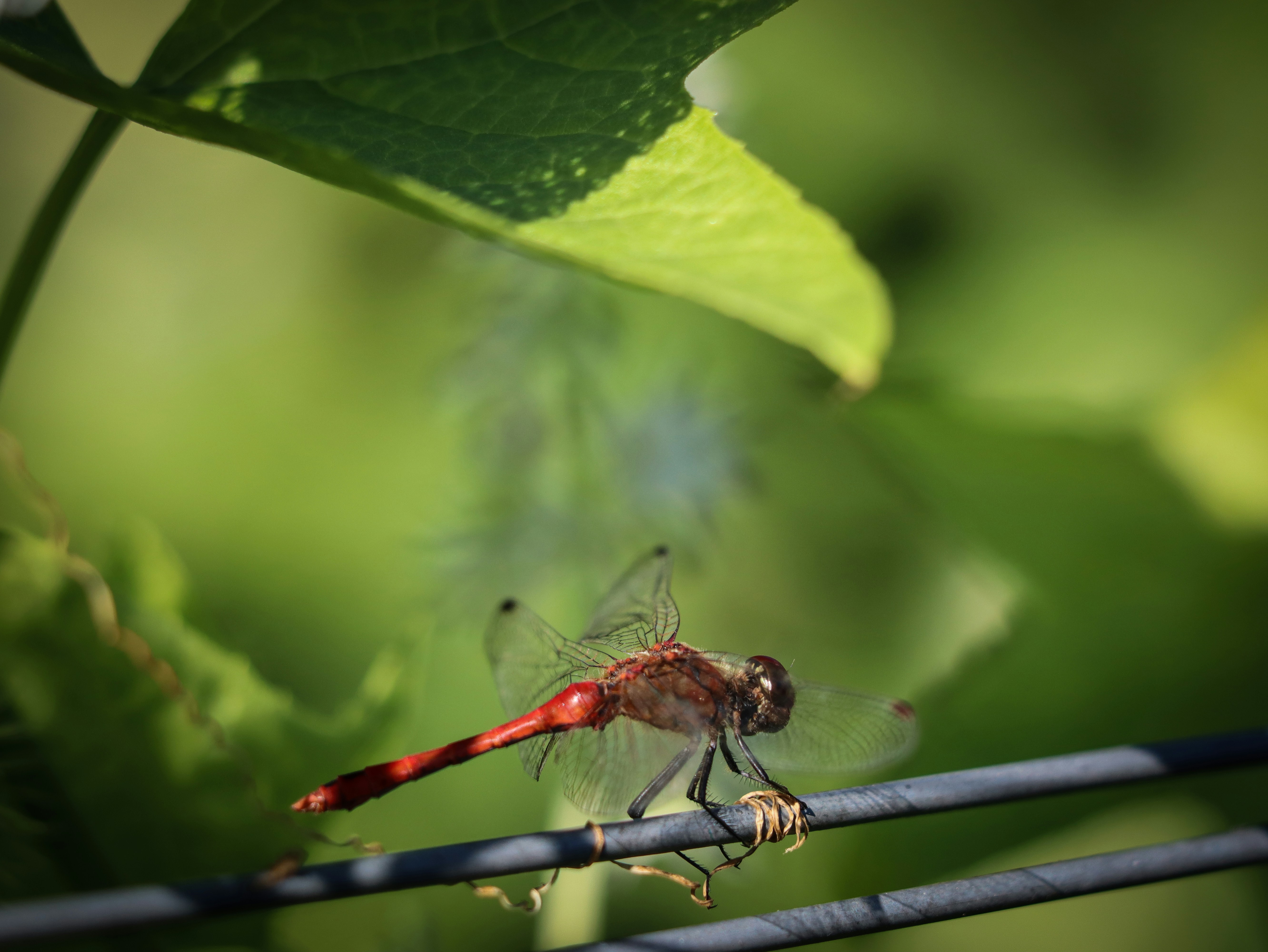 Dragonfly on a Wire: A Moment of Red and Green