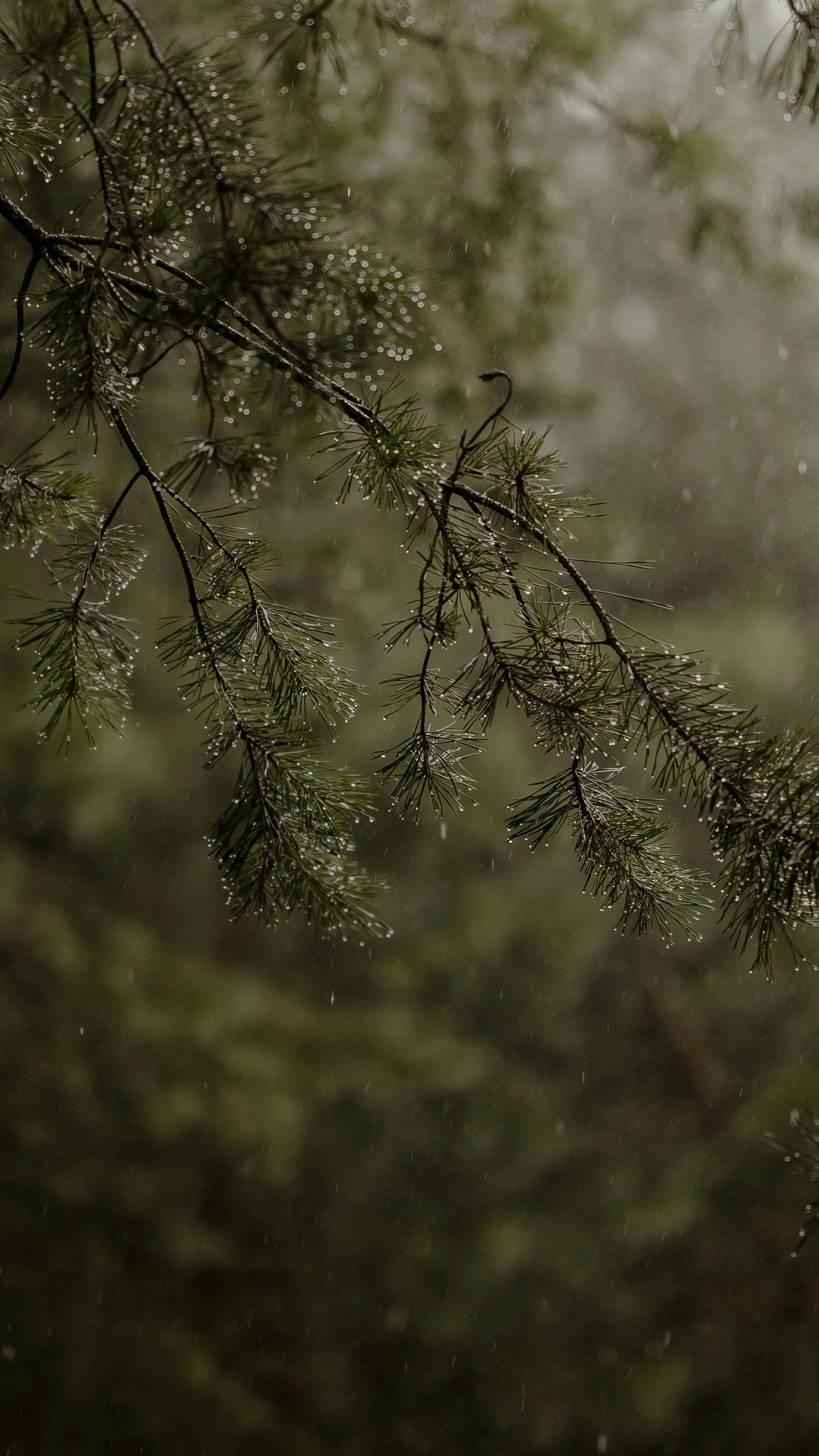 A bird perched on a tree branch in the rain photo – Free Nature Image ...