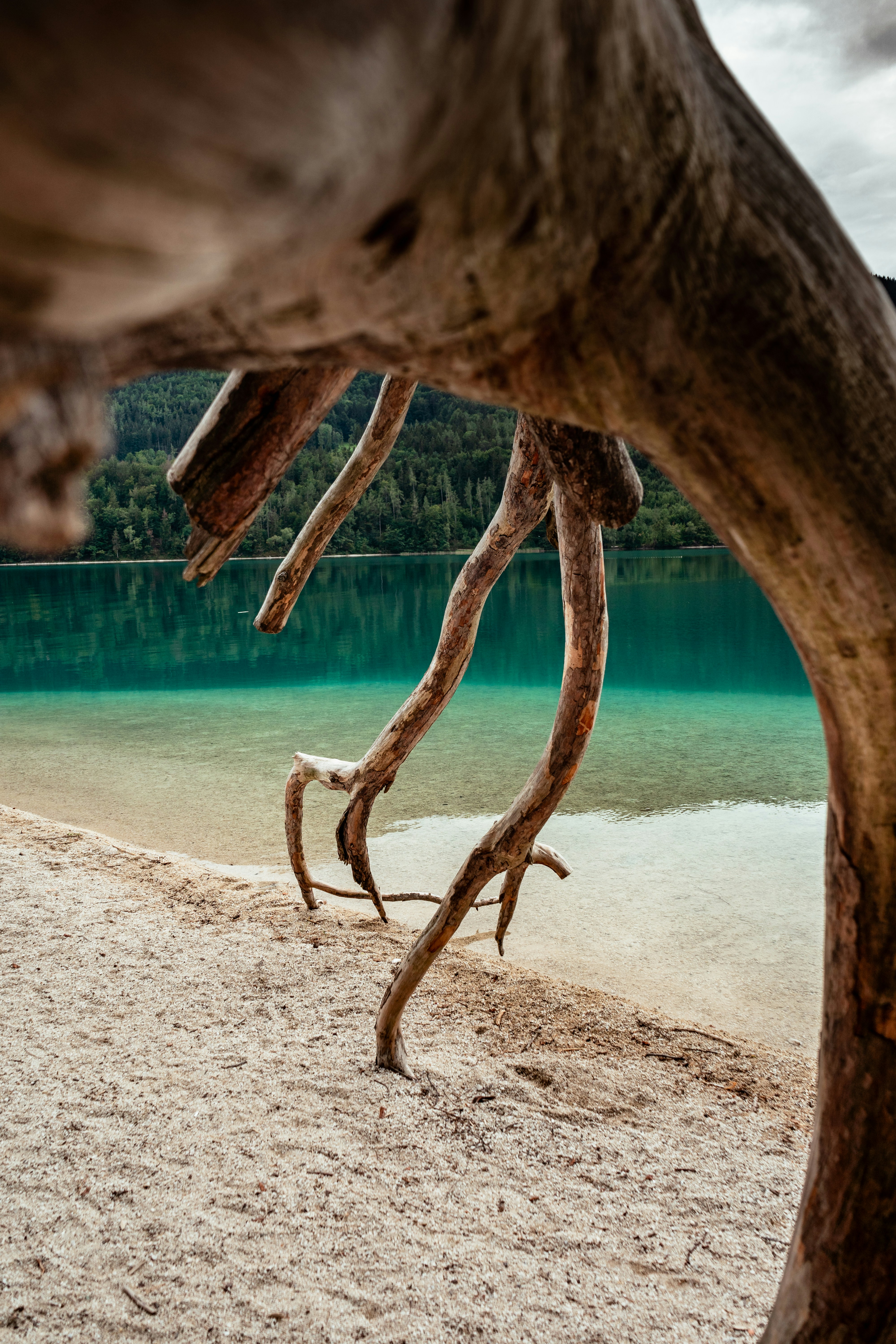 A tree branch sticking out of the sand on a beach photo – Free Austria ...