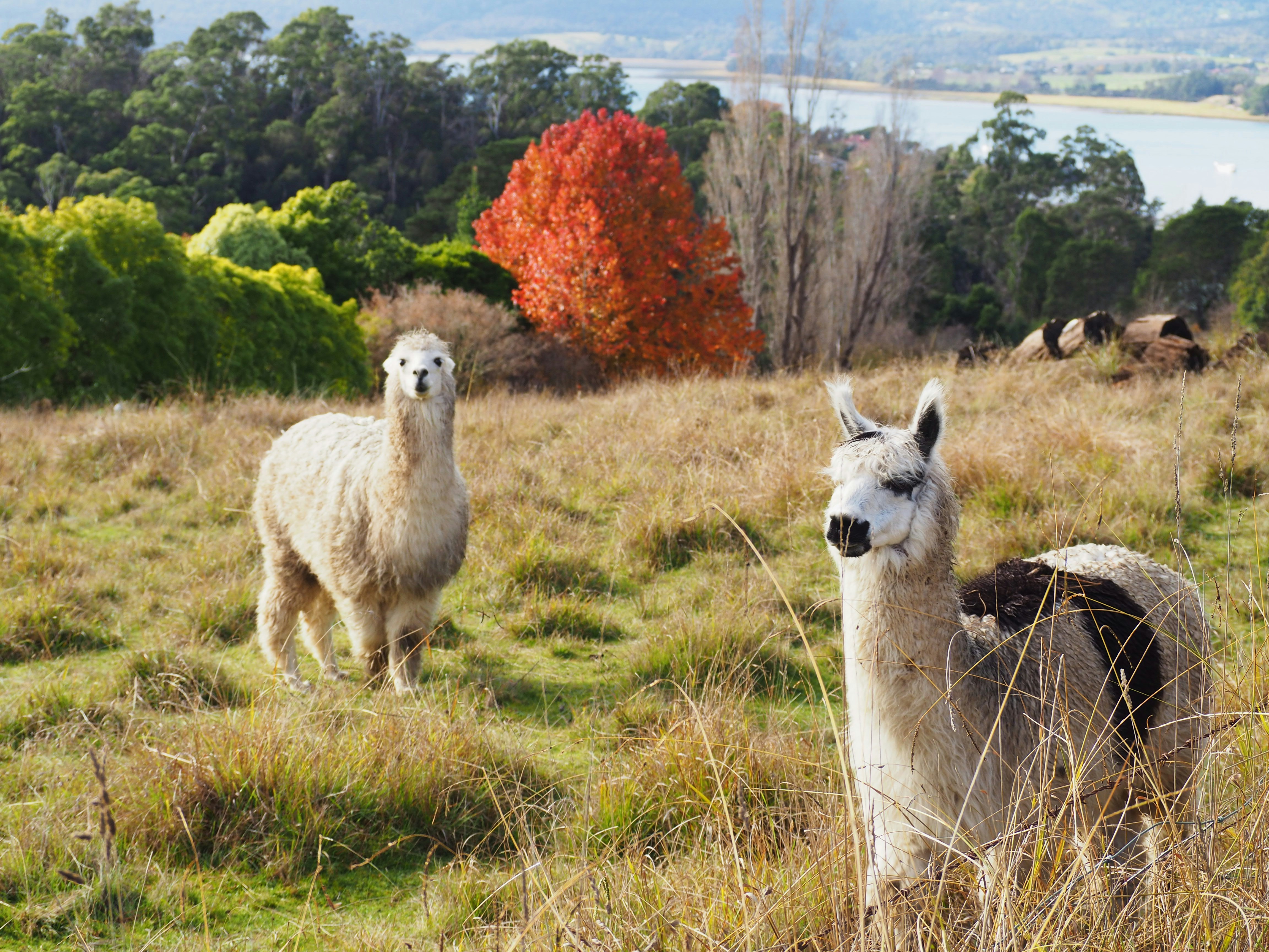 Two white alpacas standing on a meadow against a river background