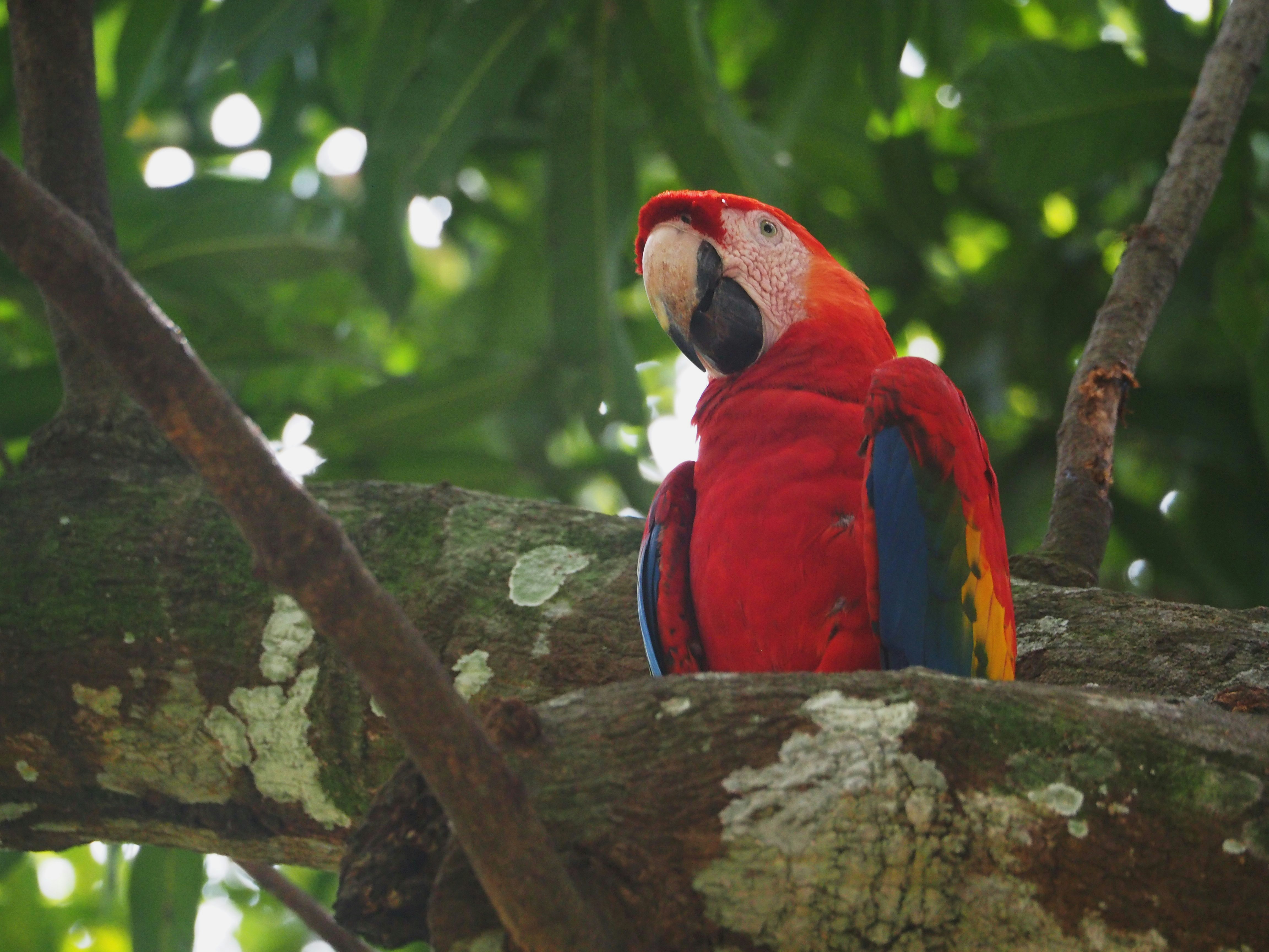 A brightly feathered macaw looking into the camera