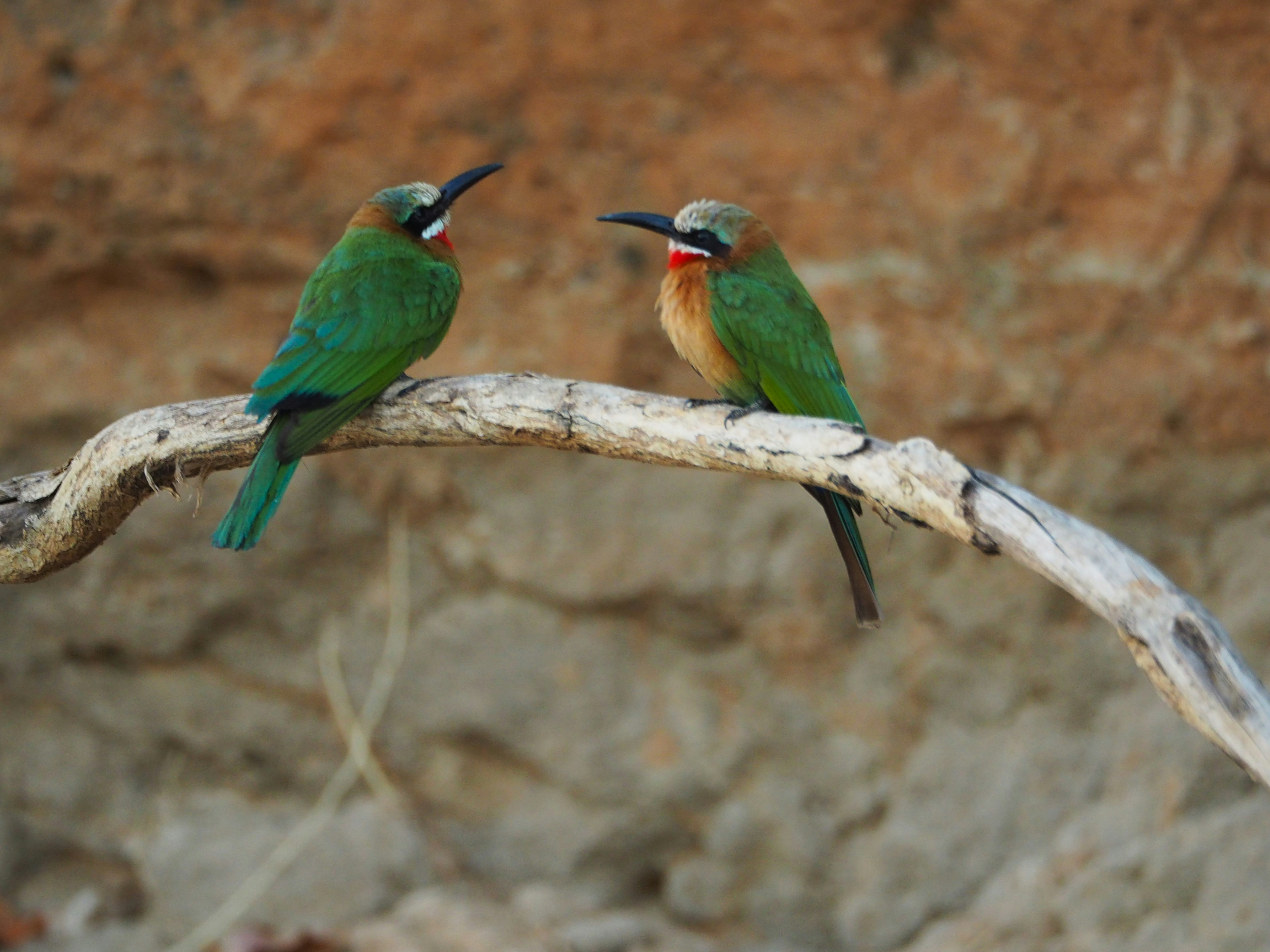 Emerald Bee-Eaters in Conversation Across a Weathered Branch