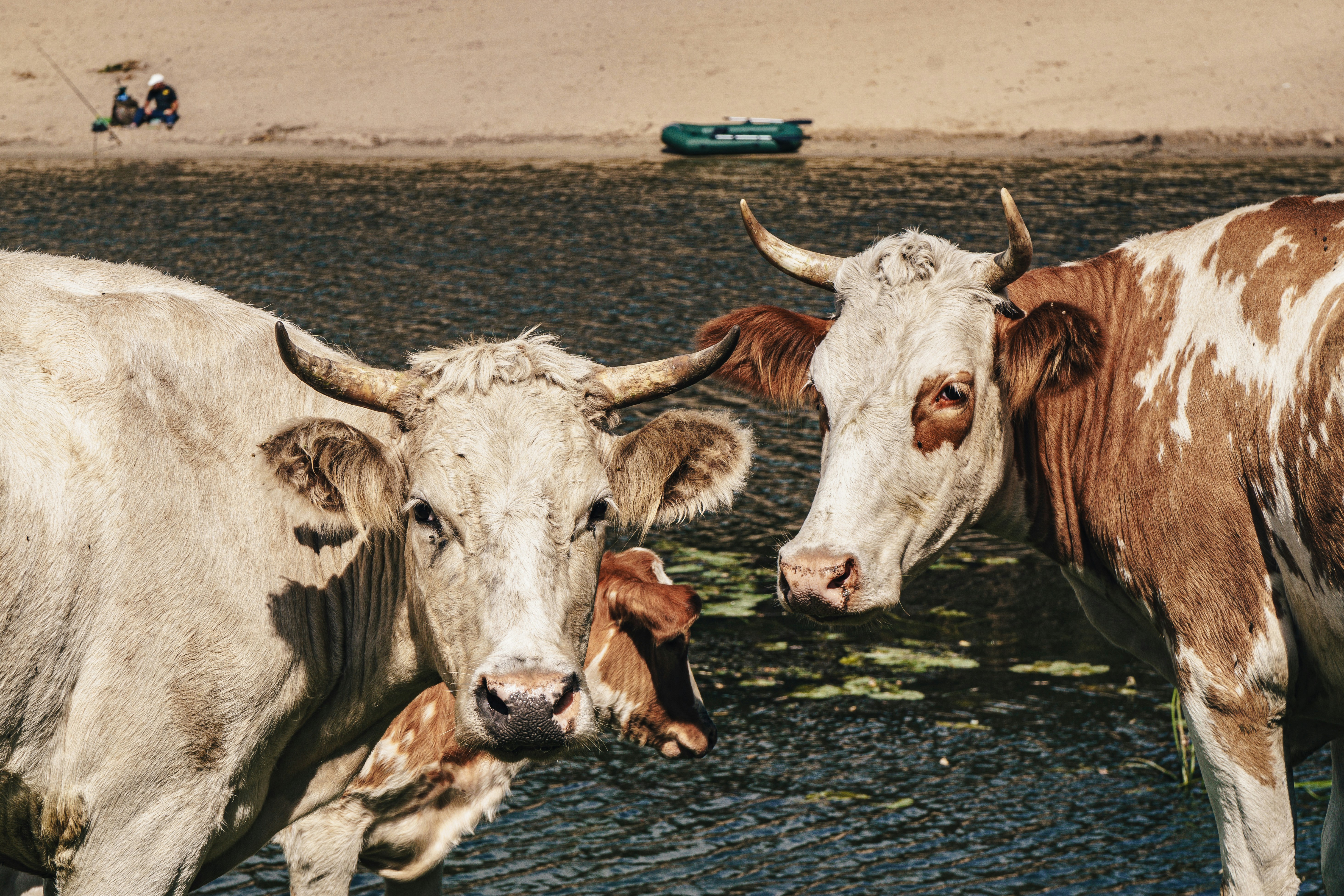 Three Cows at the Riverbank: Faces Close to the Lens