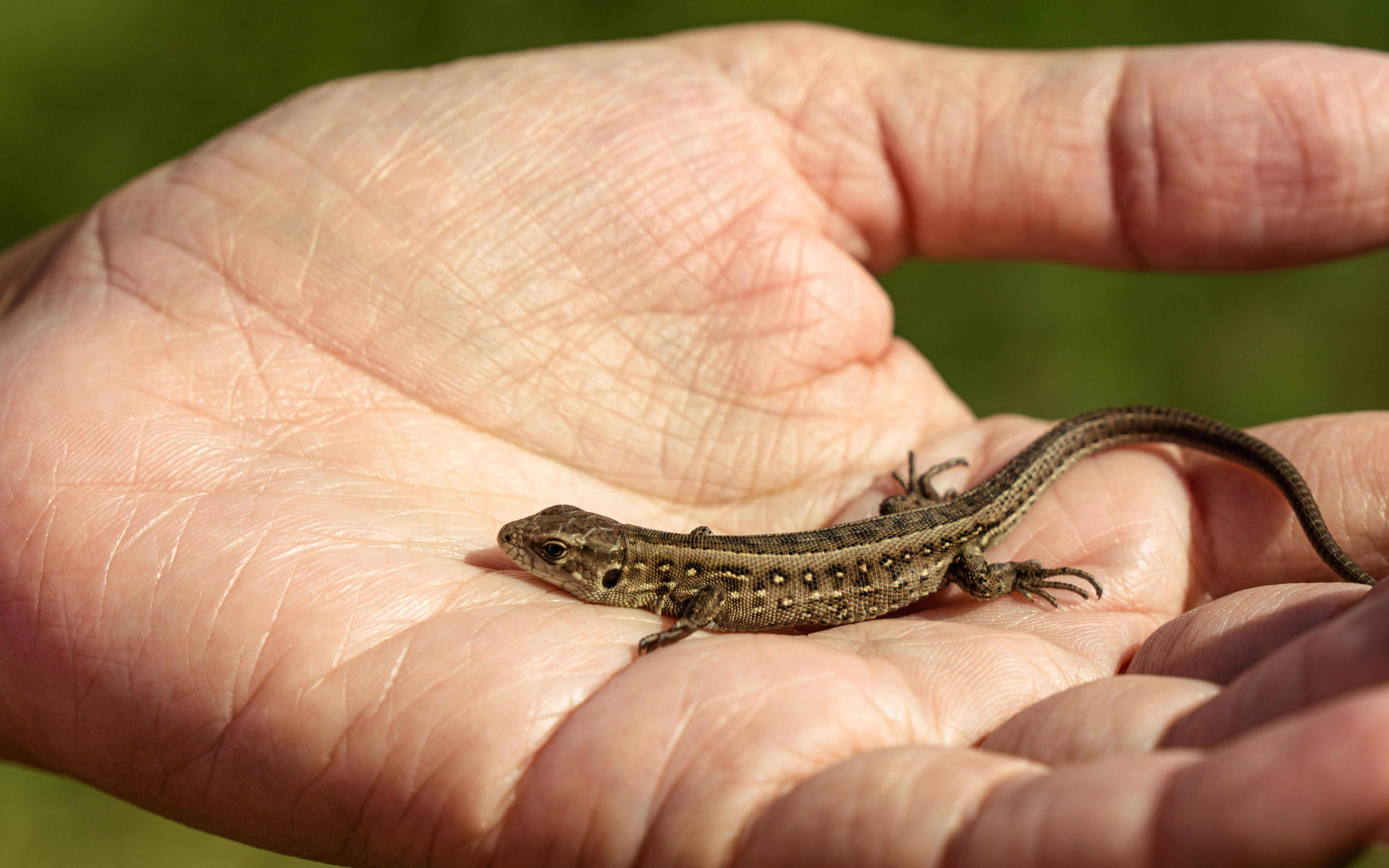 Tiny Desert Dancer: A Sage Lizard Resting in a Human Palm