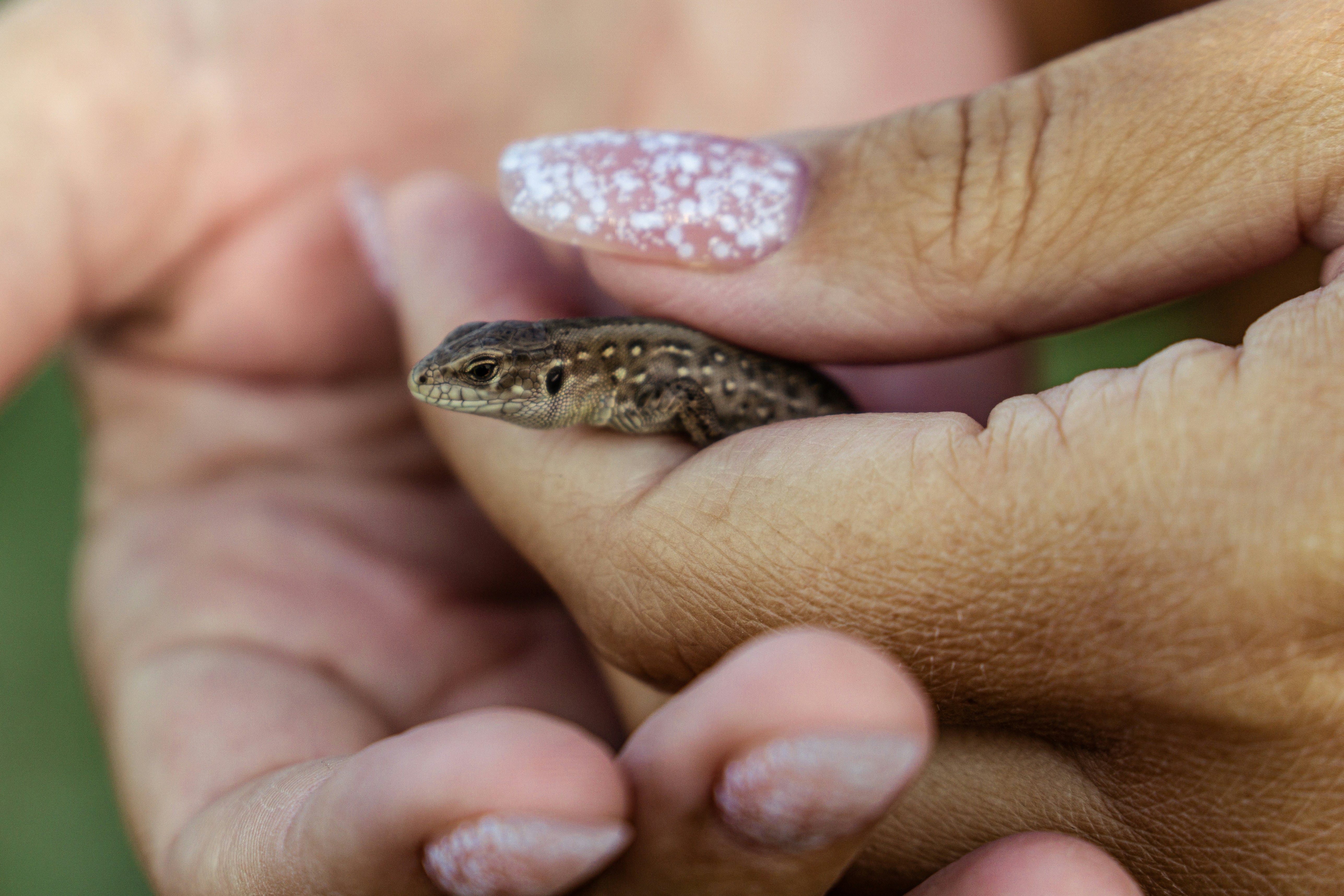 A person holding a small lizard in their hands photo – Free Animal ...