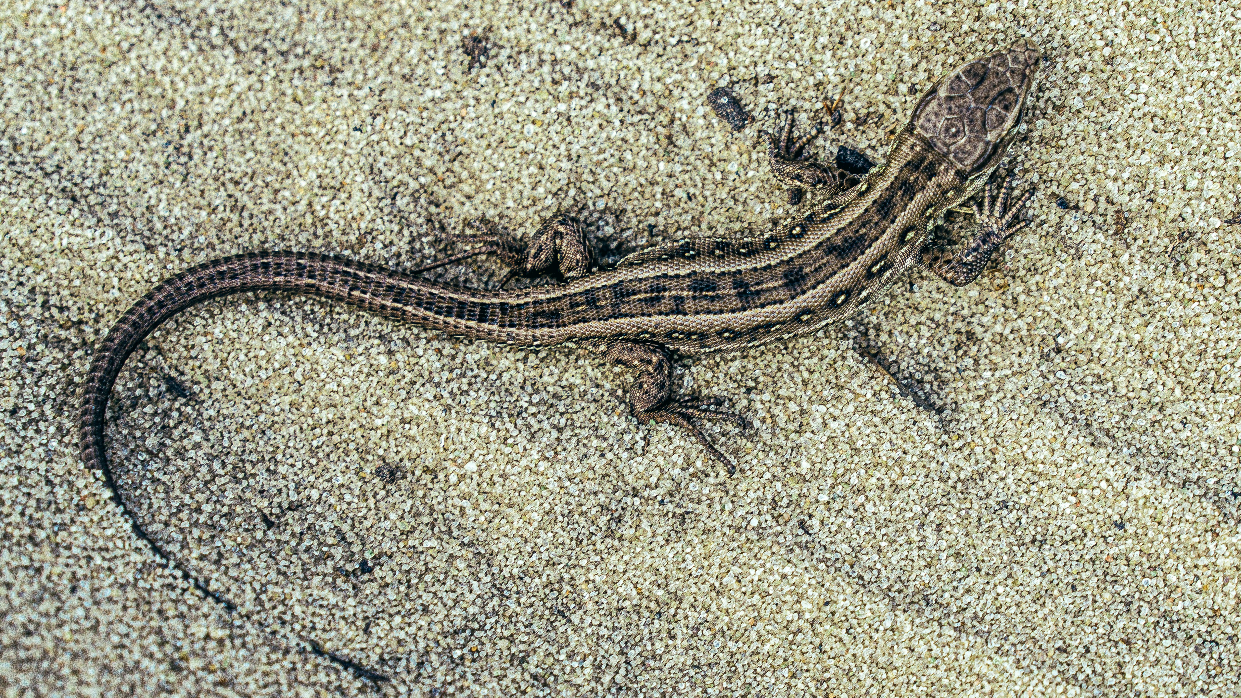 A lizard that is laying down in the sand photo – Free Animal Image on ...