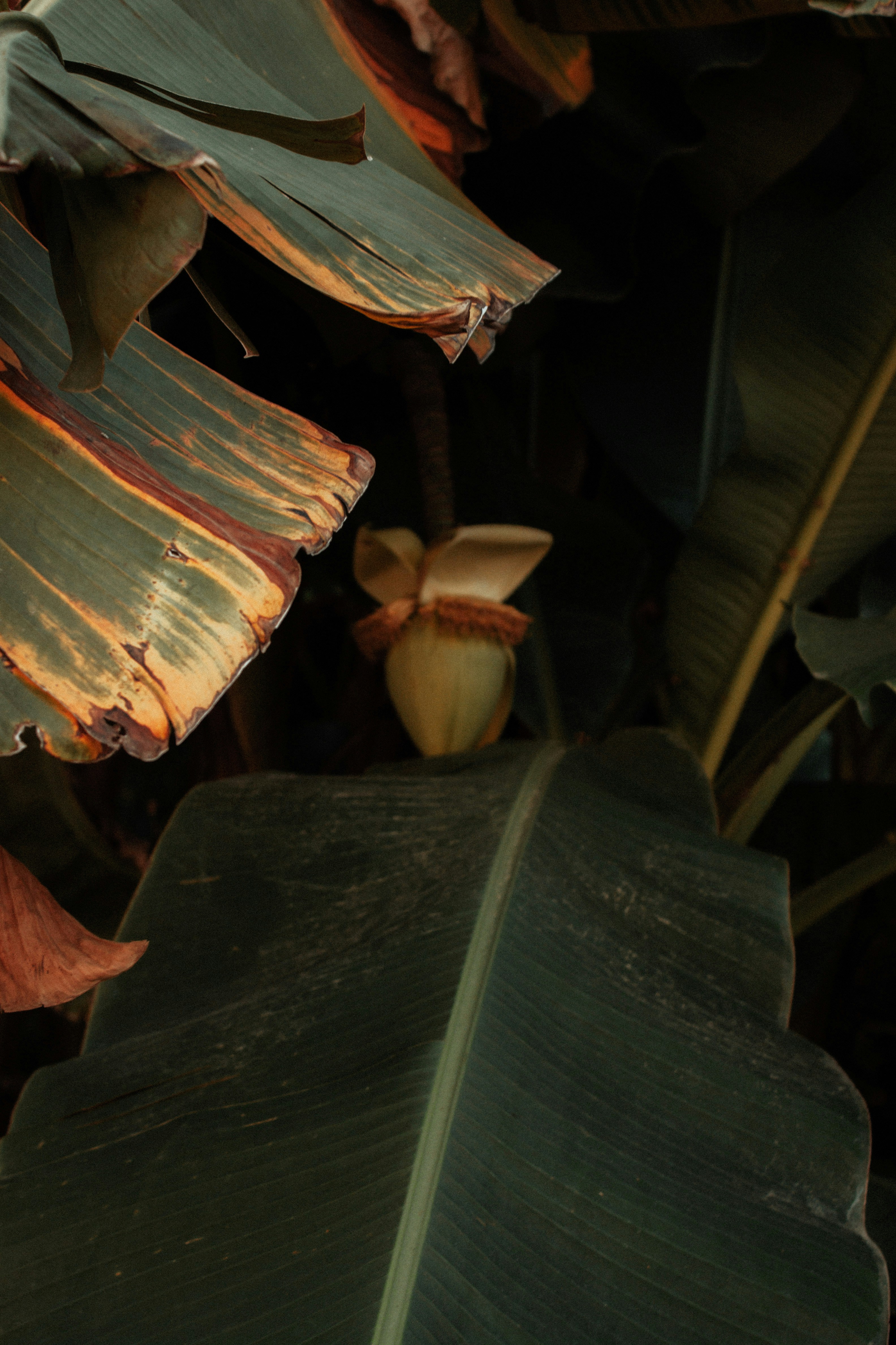 Banana Blossom Peeking Through Shadowed Fronds