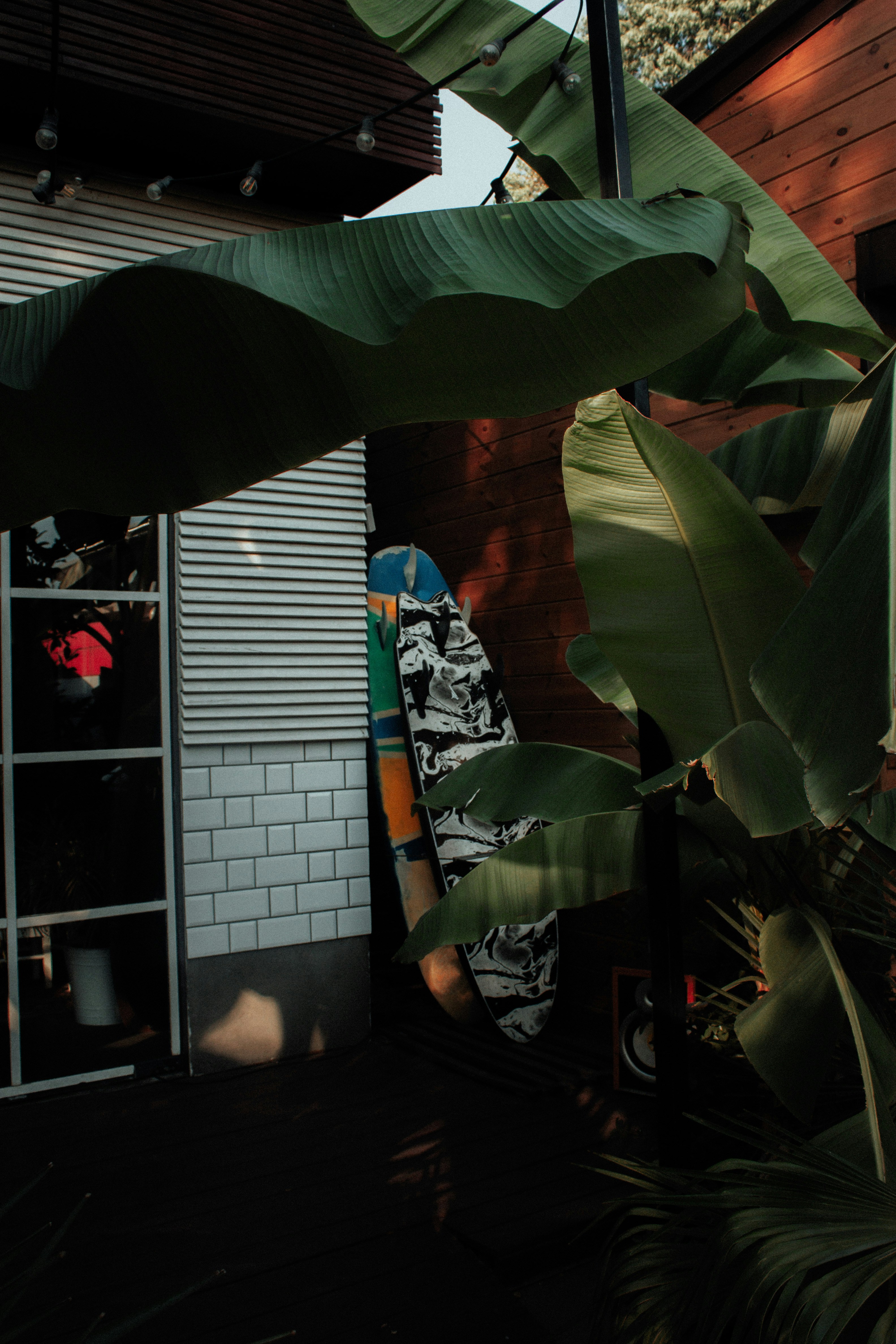 Surfboards by Tropical Leaves: A Quiet Courtyard Portrait