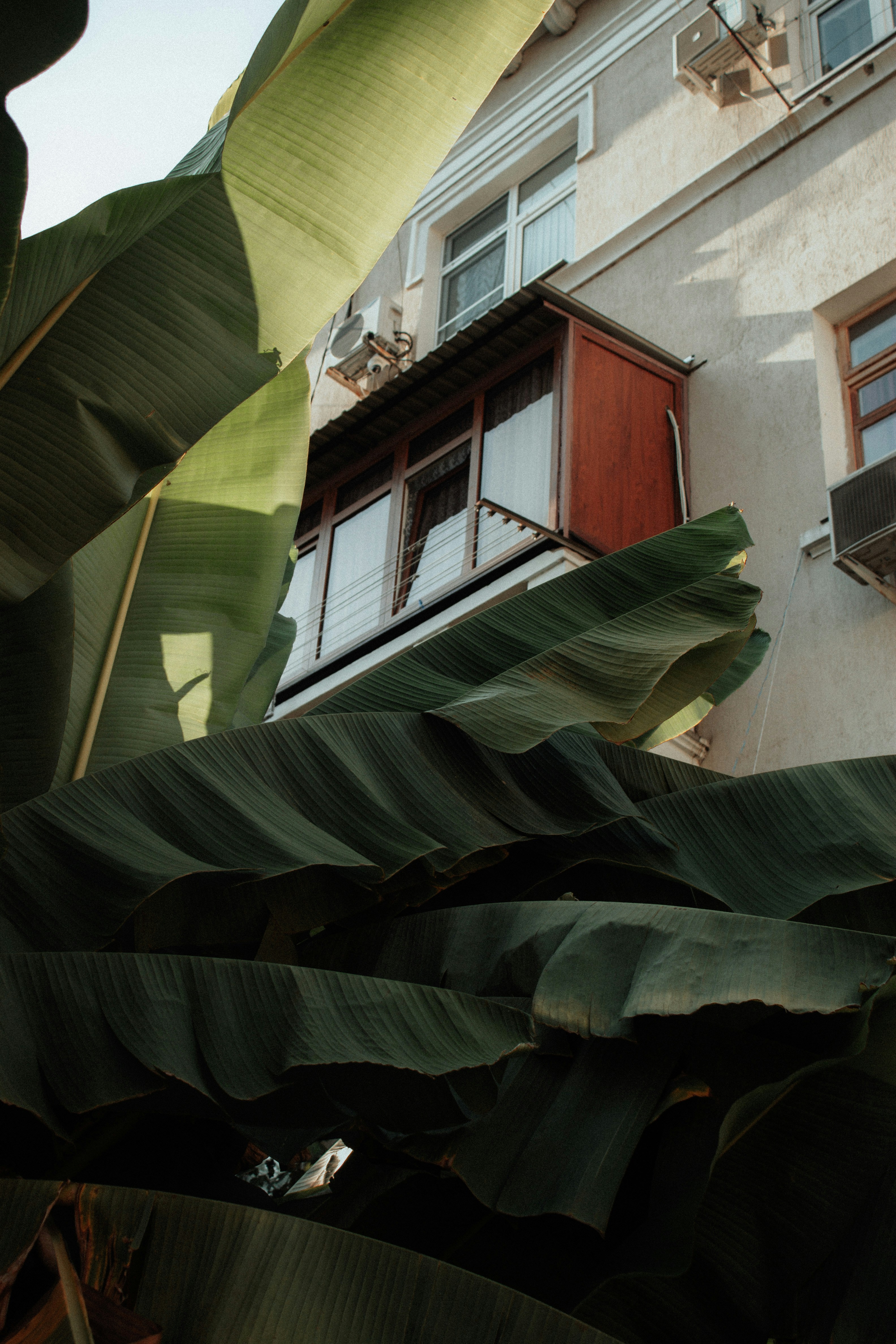 Urban Balcony Framed by Giant Banana Leaves