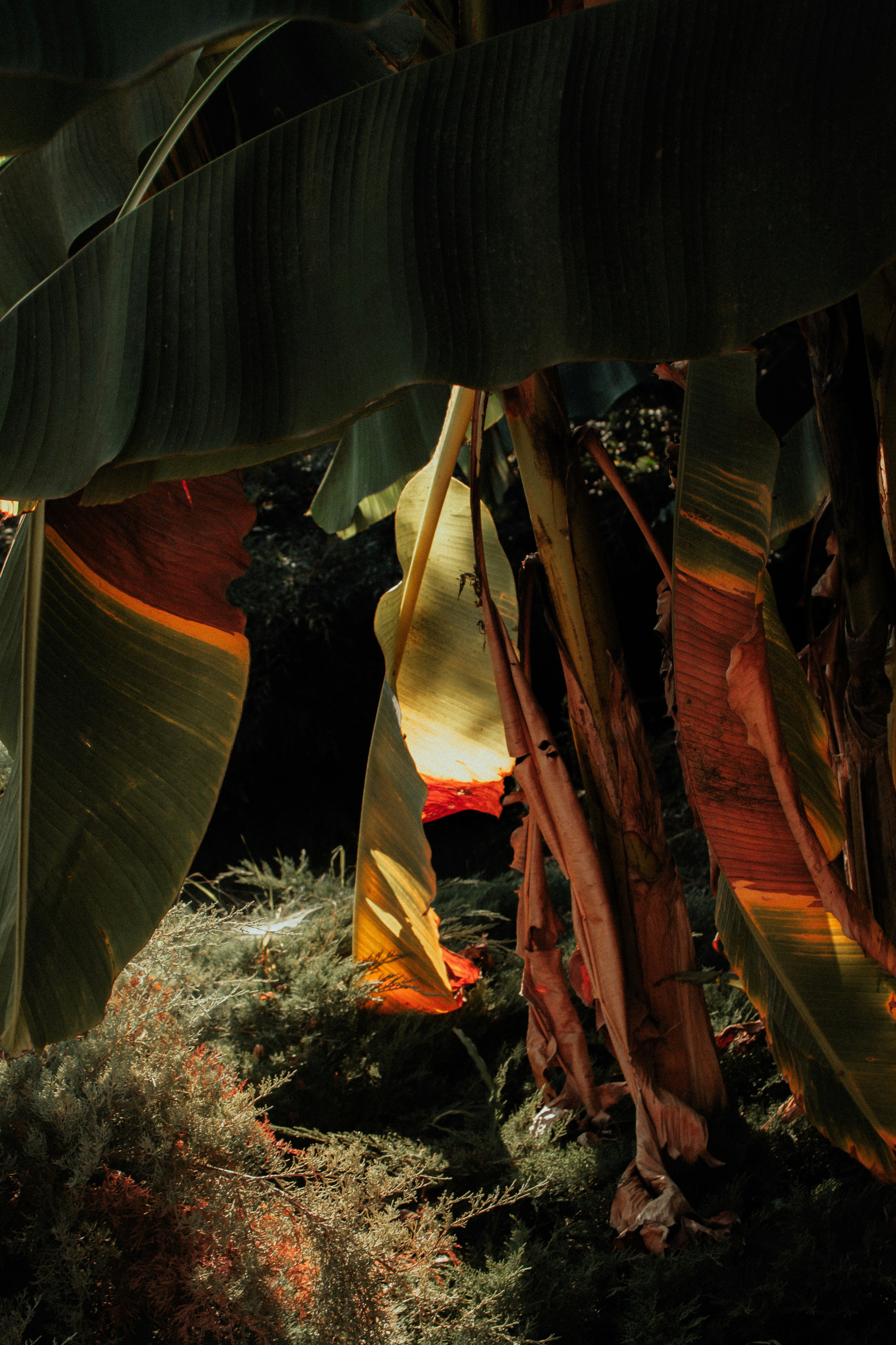 Backlit Banana Grove: Warm Amber Edges Through Dense Foliage