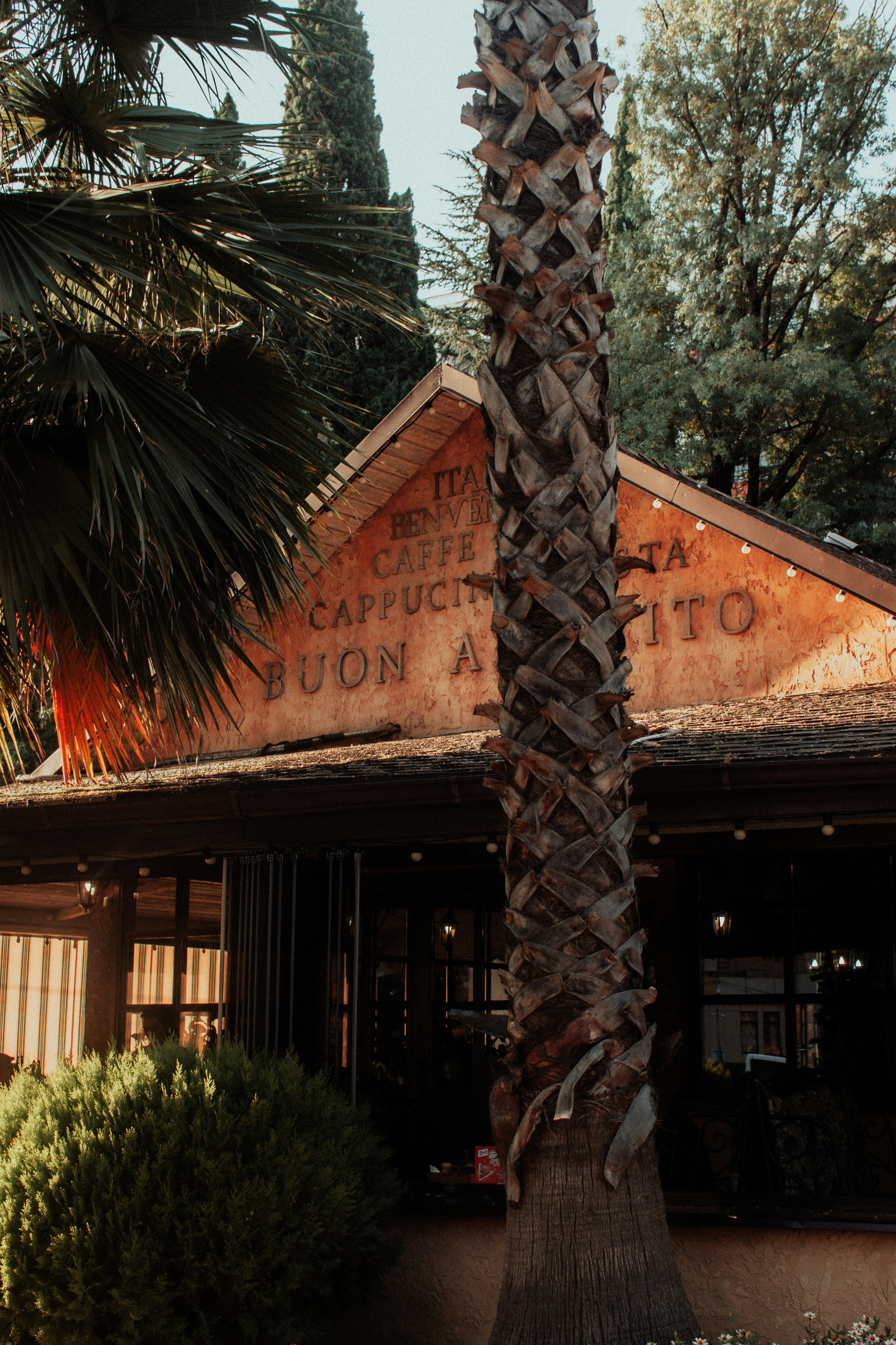 Palm Trunk Framing a Sun-Dappled Café Façade