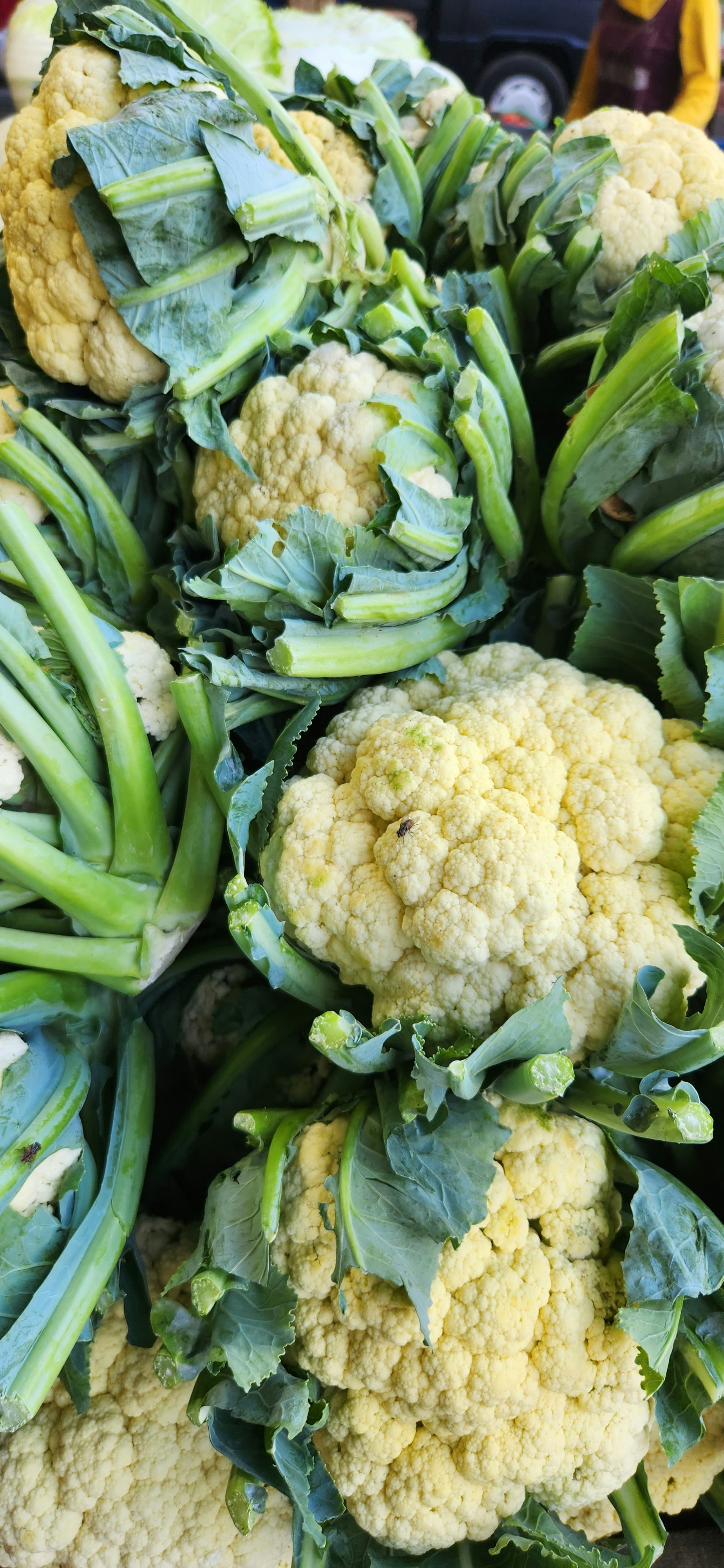 Cauliflower Crown Under Market Light: A Close-Up of Creamy Heads and Green Fronds