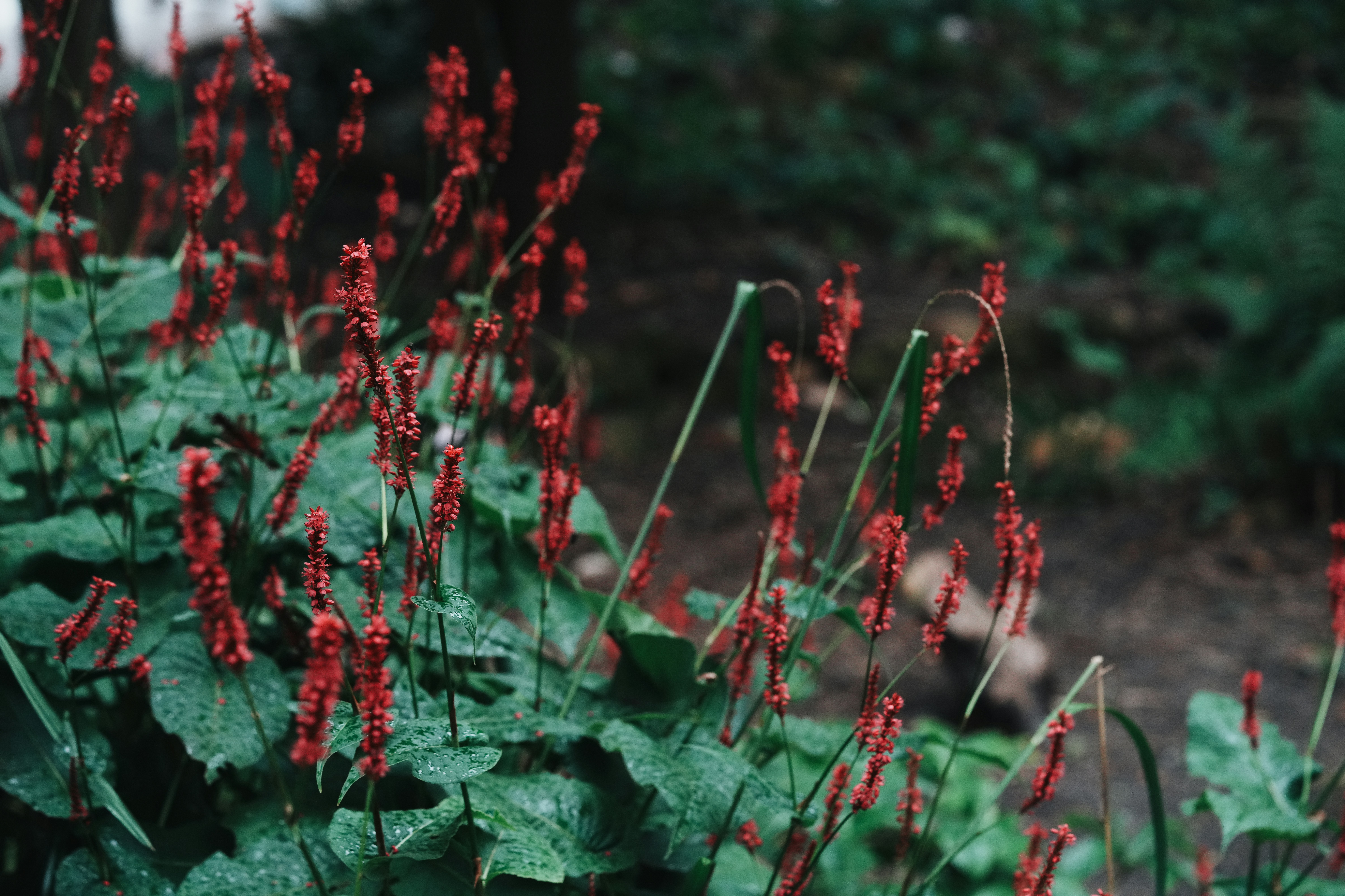 Crimson Spires in a Shadowed Forest Floor