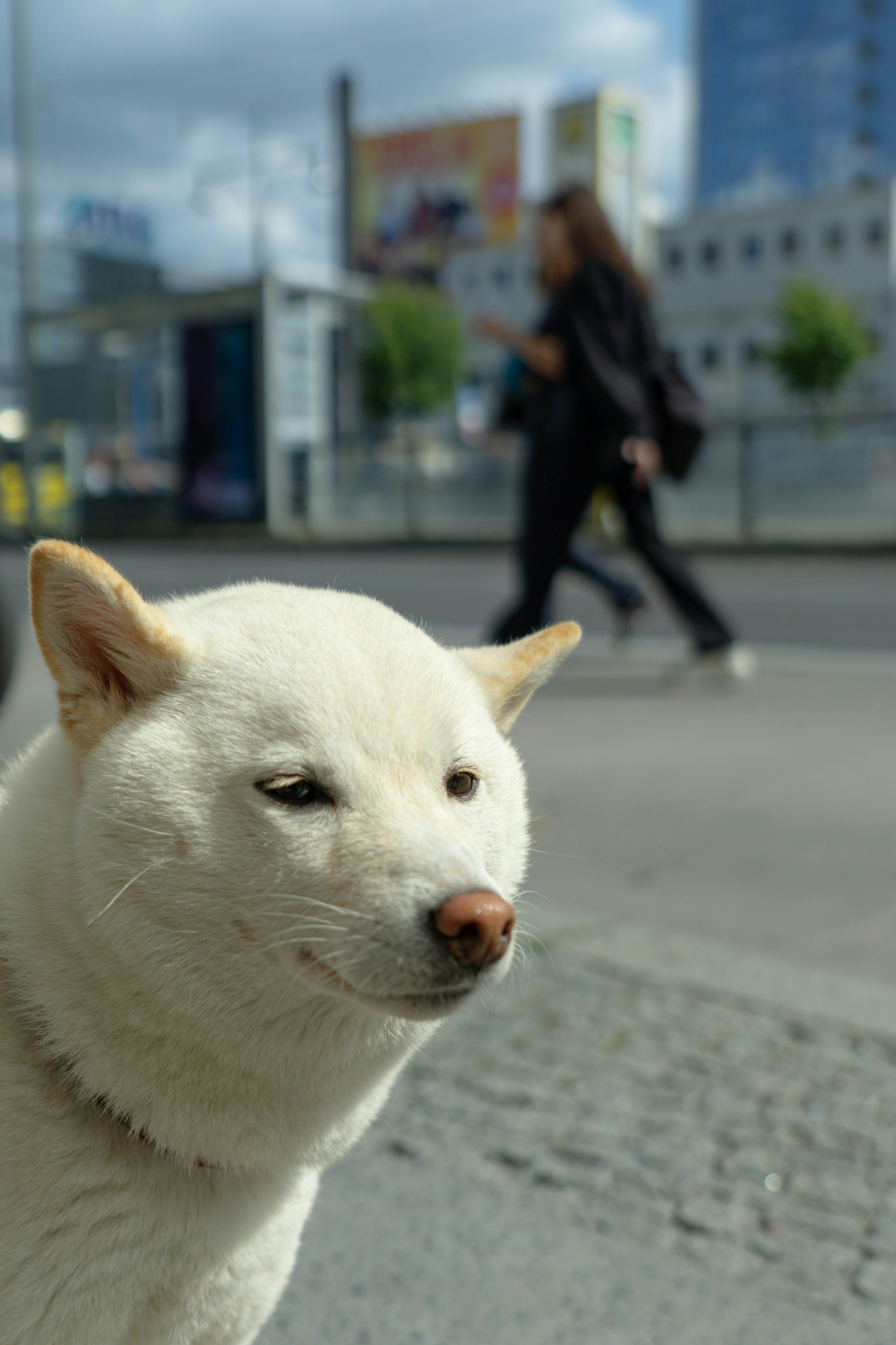 City Paws: A Calm White Pup Against a Blurred Urban Rush