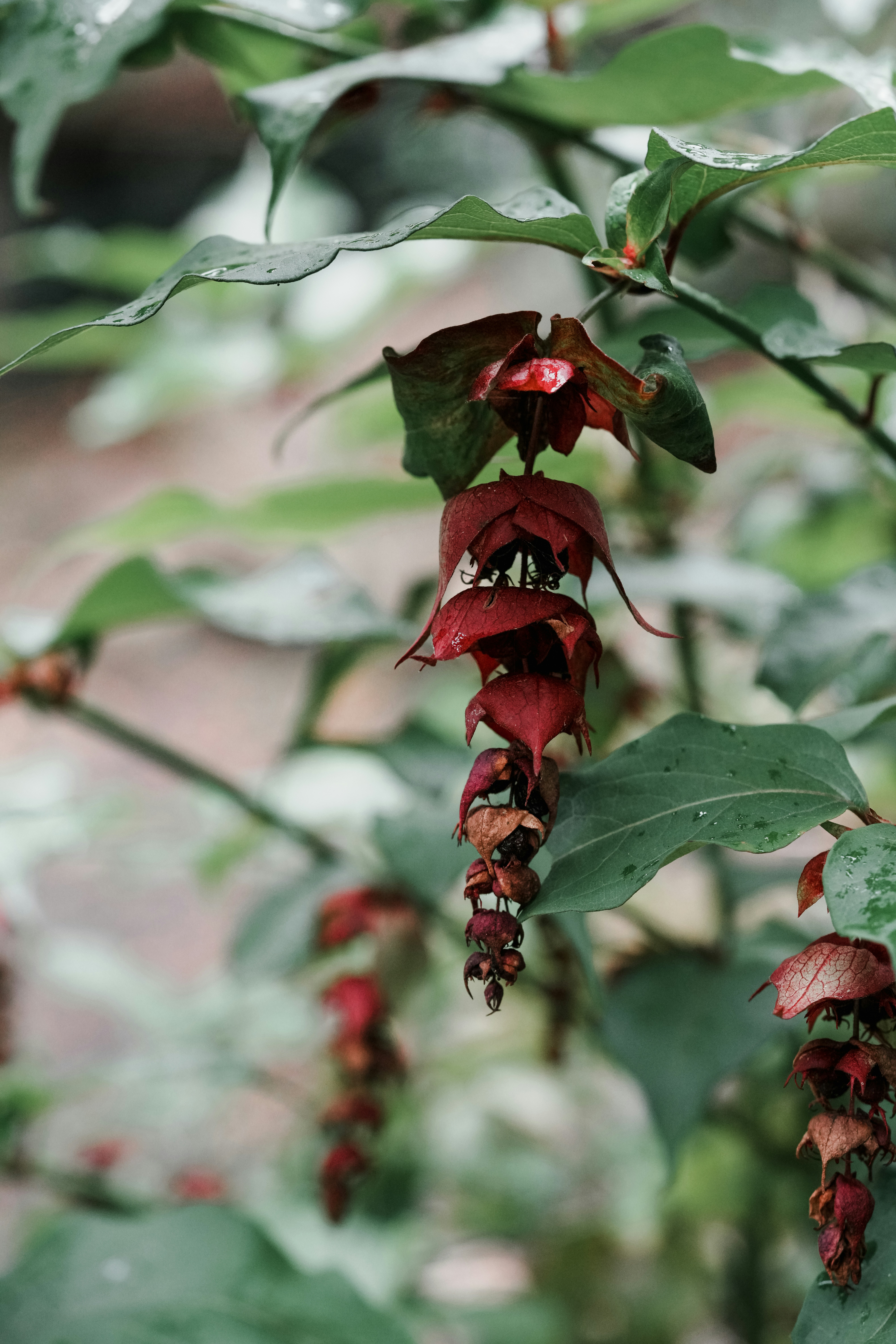 Crimson Bloom Cascade: A Vertical Bouquet of Red Hues