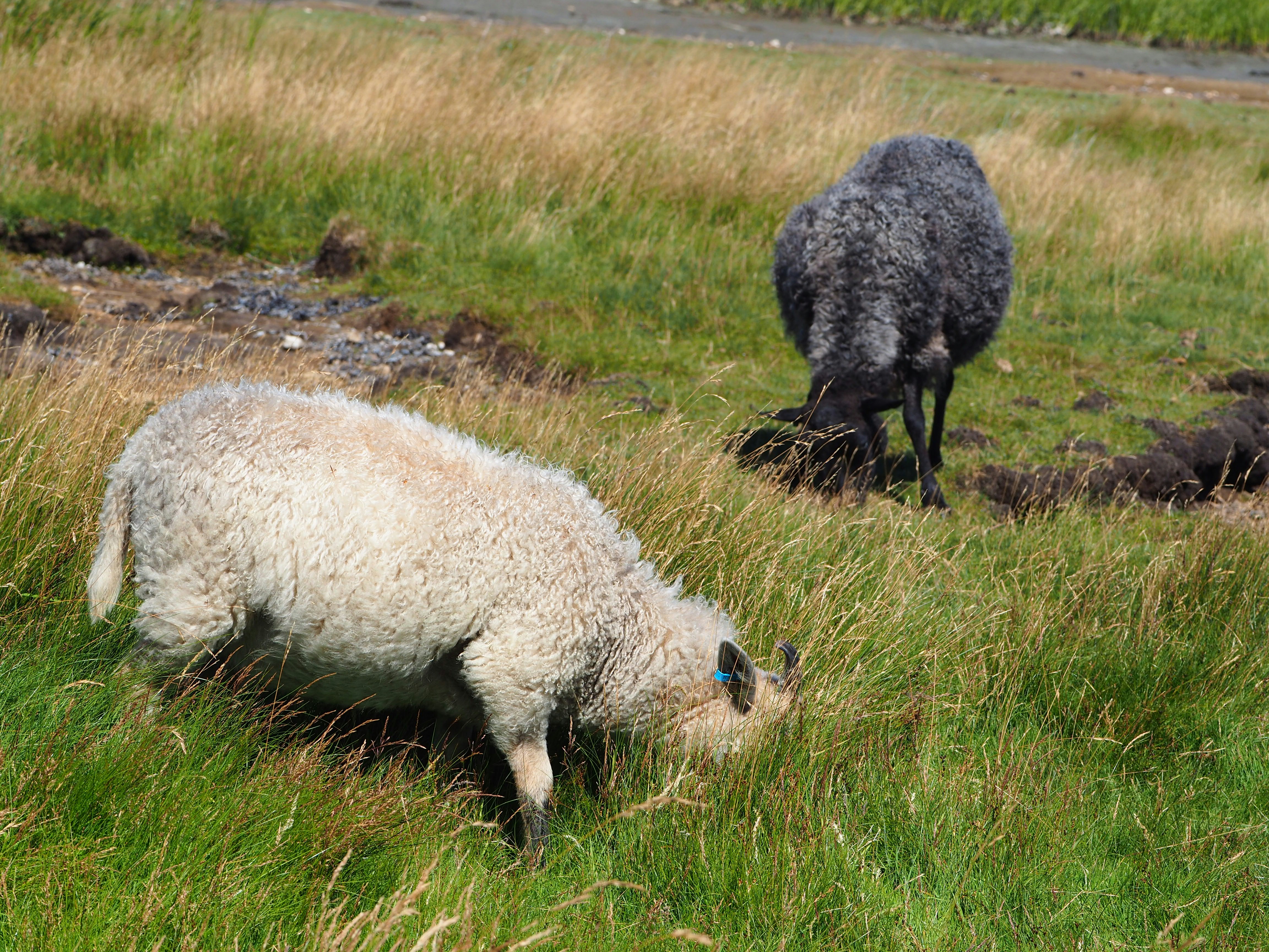 Sheep grazing in a lush green field with a mix of white and dark wool.