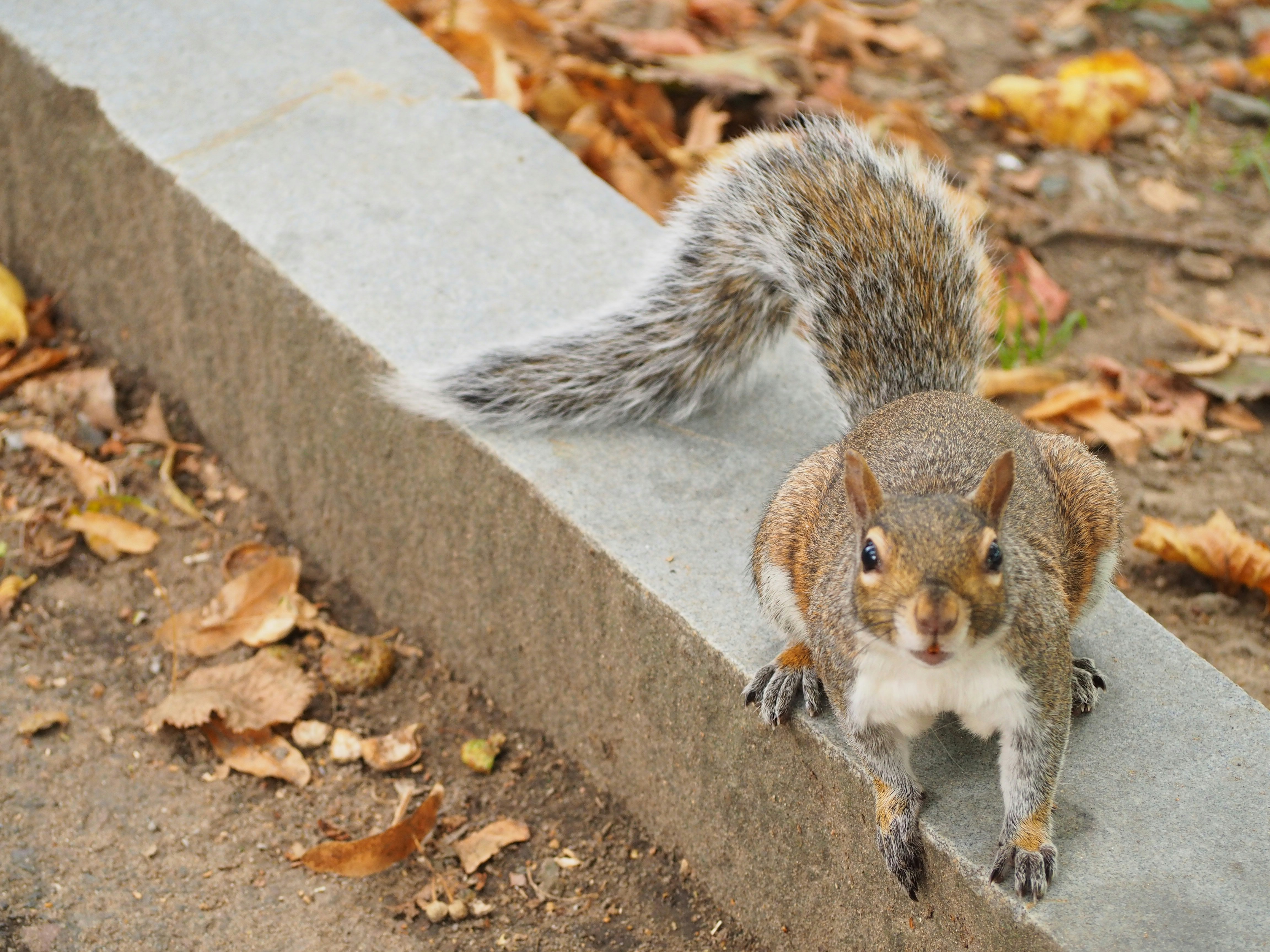Curious Squirrel Pauses on a Concrete Step Amid Autumn Leaves