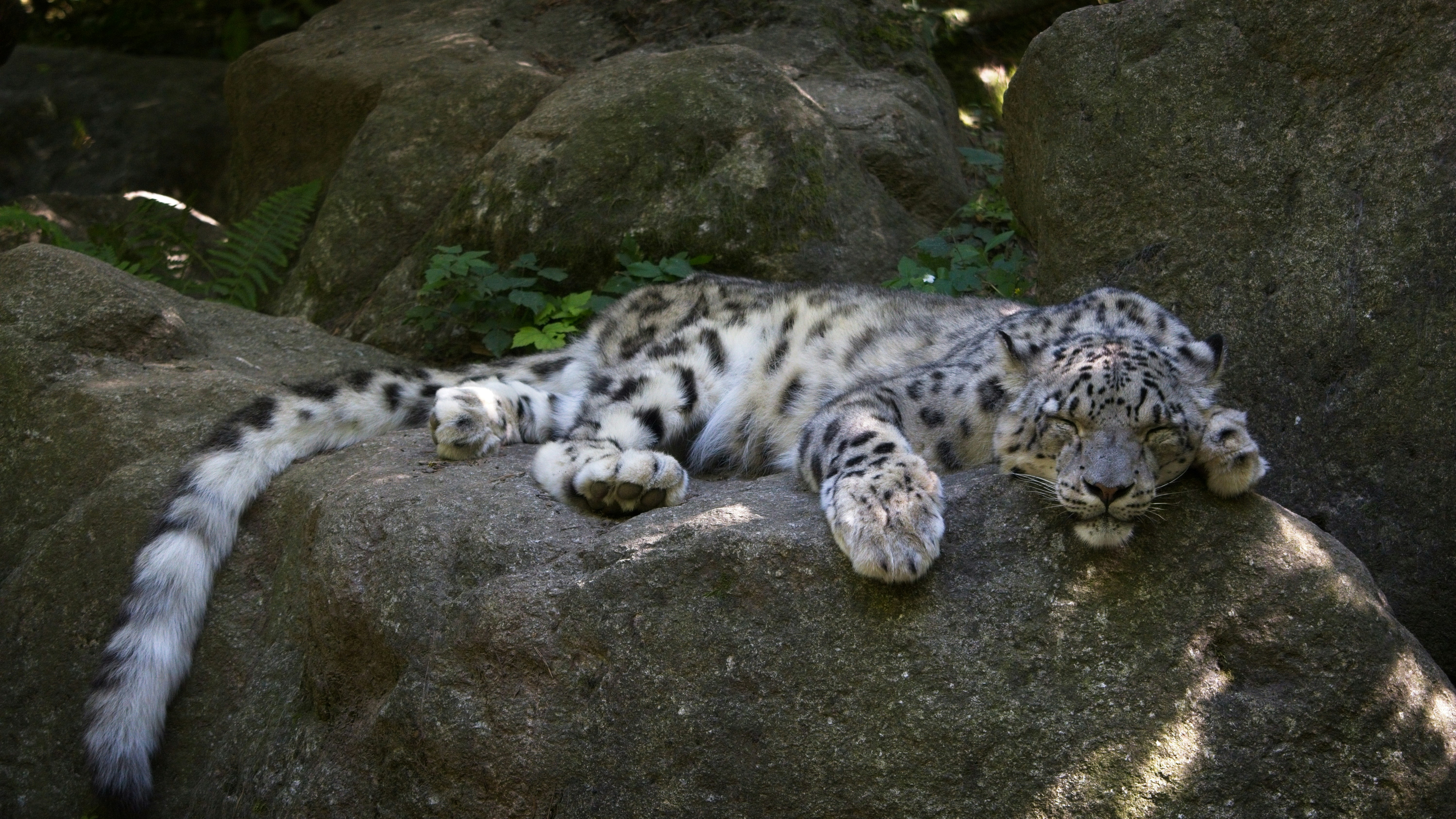A snow leopard laying on top of a large rock photo – Free Animal Image ...