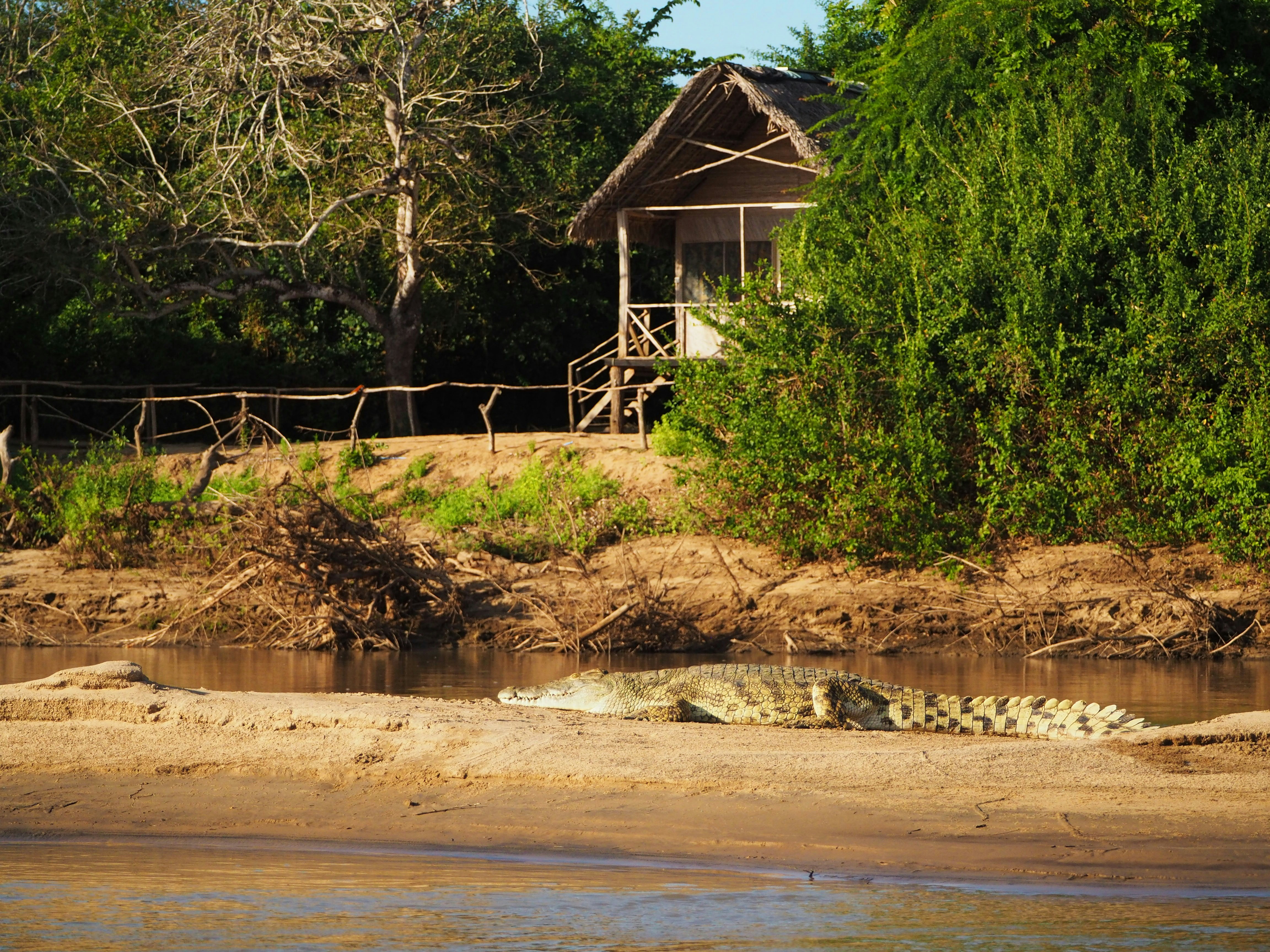 Riverside Shack Under a Crocodile's Quiet Watch