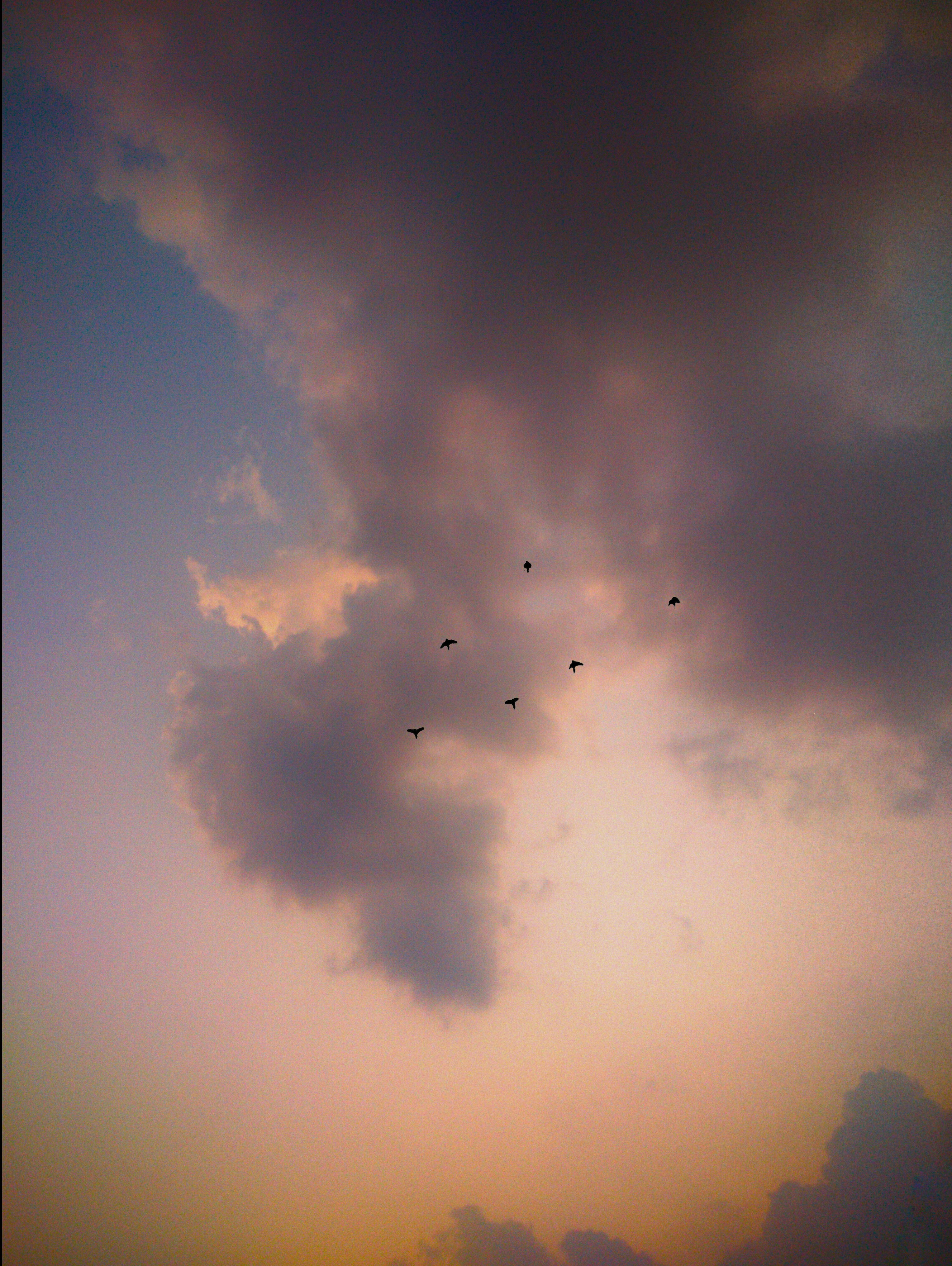Dusk Chorus Over a Velvet Sky