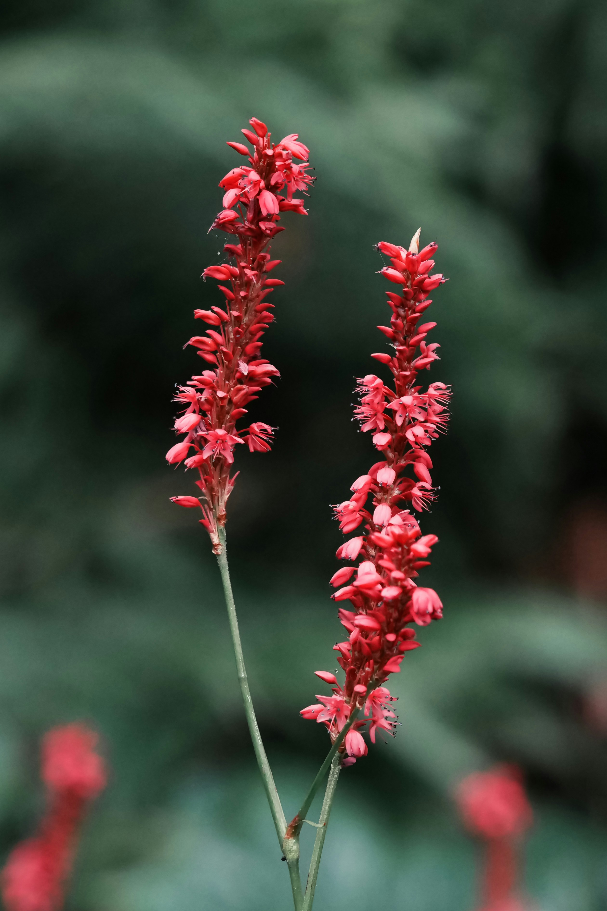 Two Crimson Spike Flowers Rise Through a Velvet Green Blur