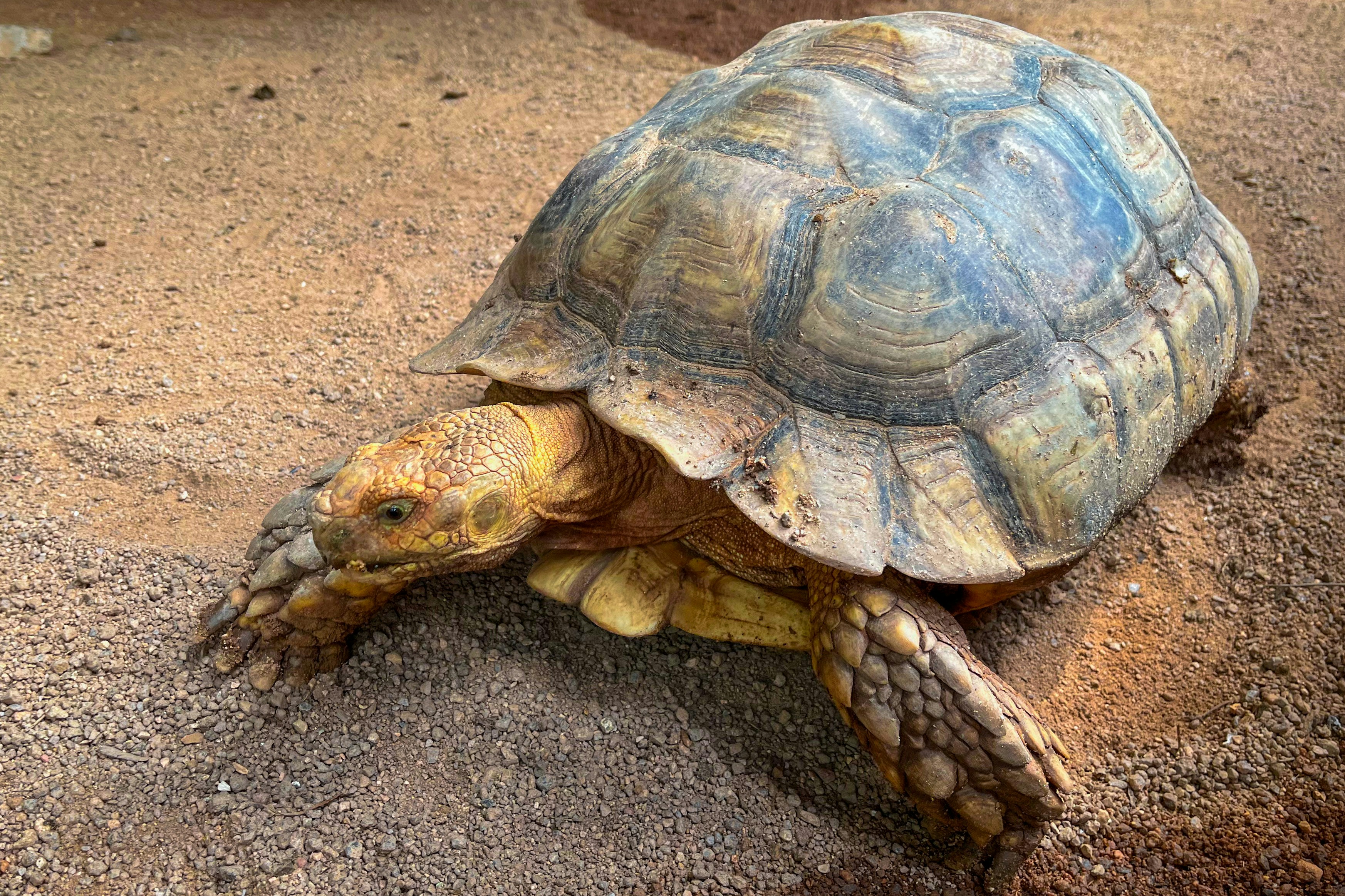 A close up of a turtle on a dirt ground photo – Free Animal Image on ...