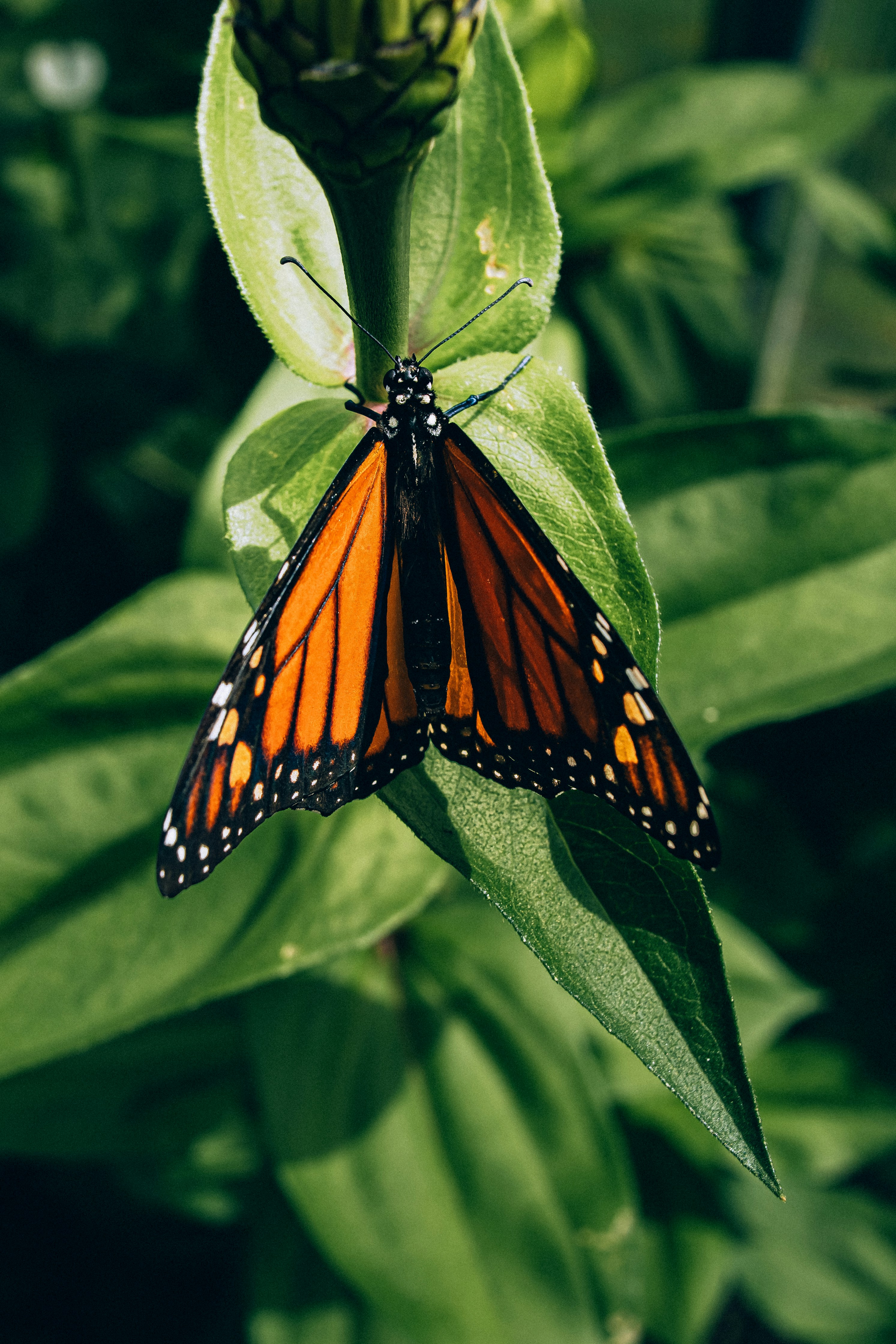 Monarch at Rest on Jade: Orange Veins against Emerald Backdrop