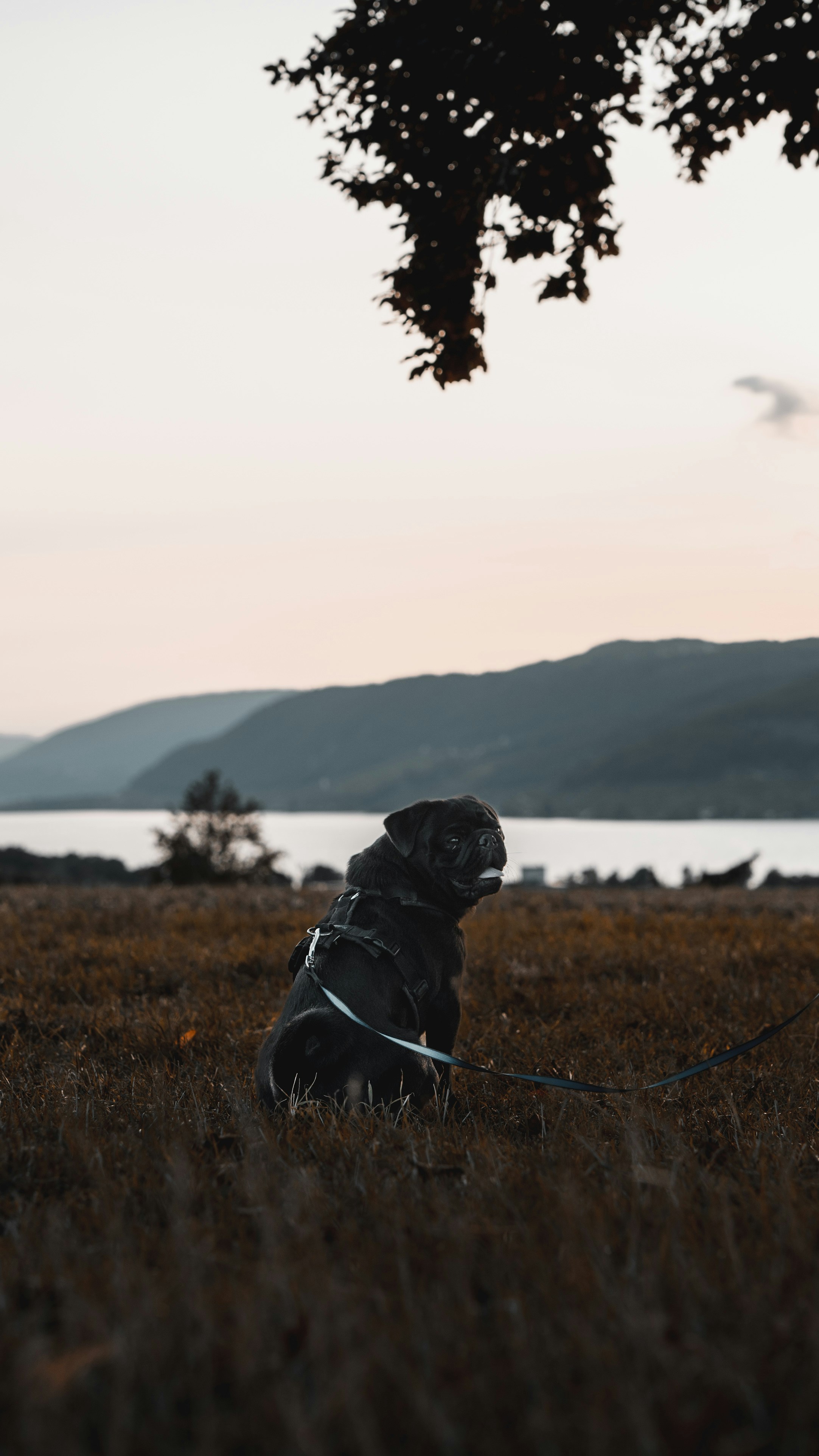 Dusk Watcher by the Lake: A Leashed Companion in Quiet Grass