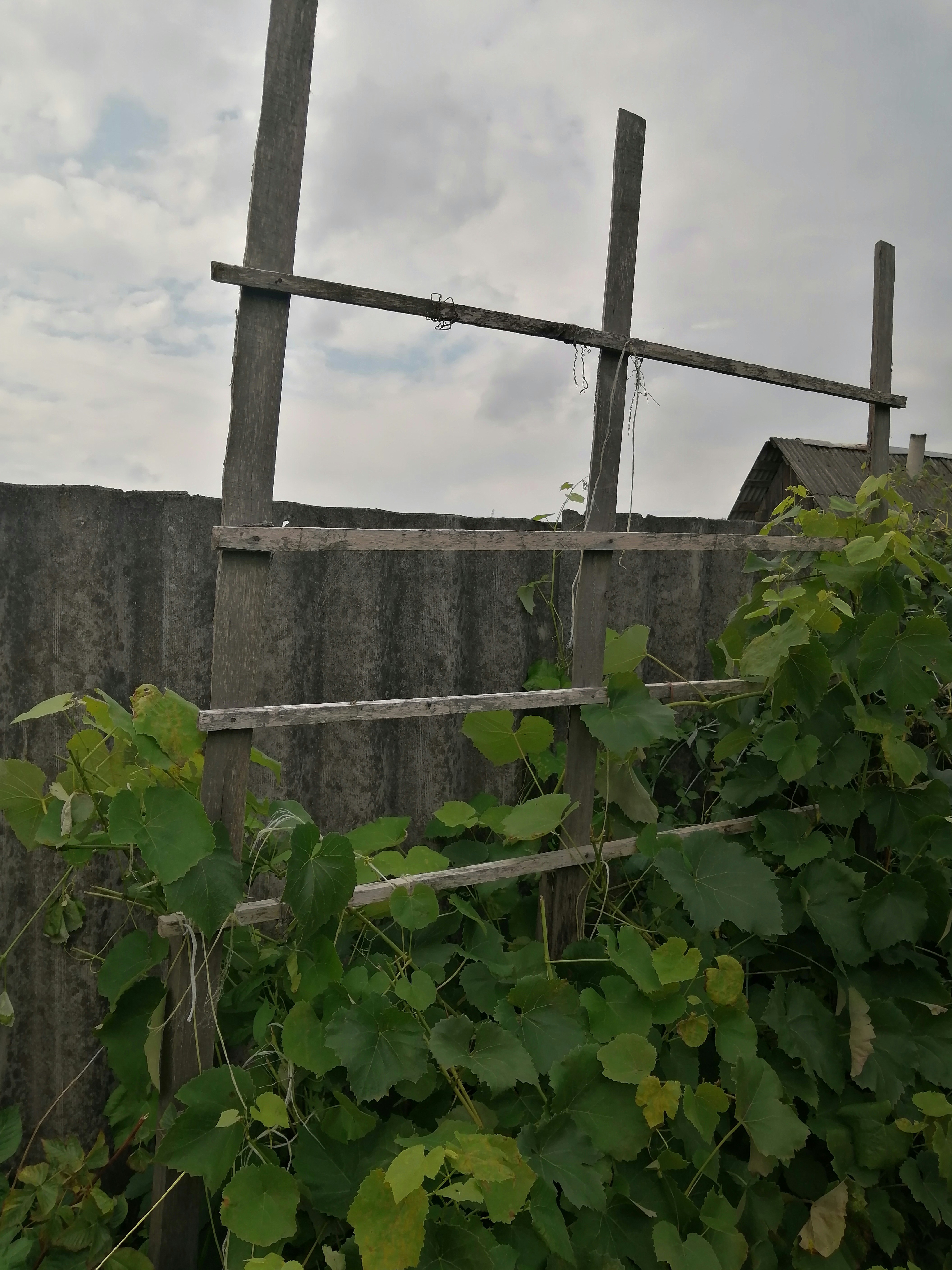 Weathered lattice and ivy reclaiming a fence beneath a cloudy sky