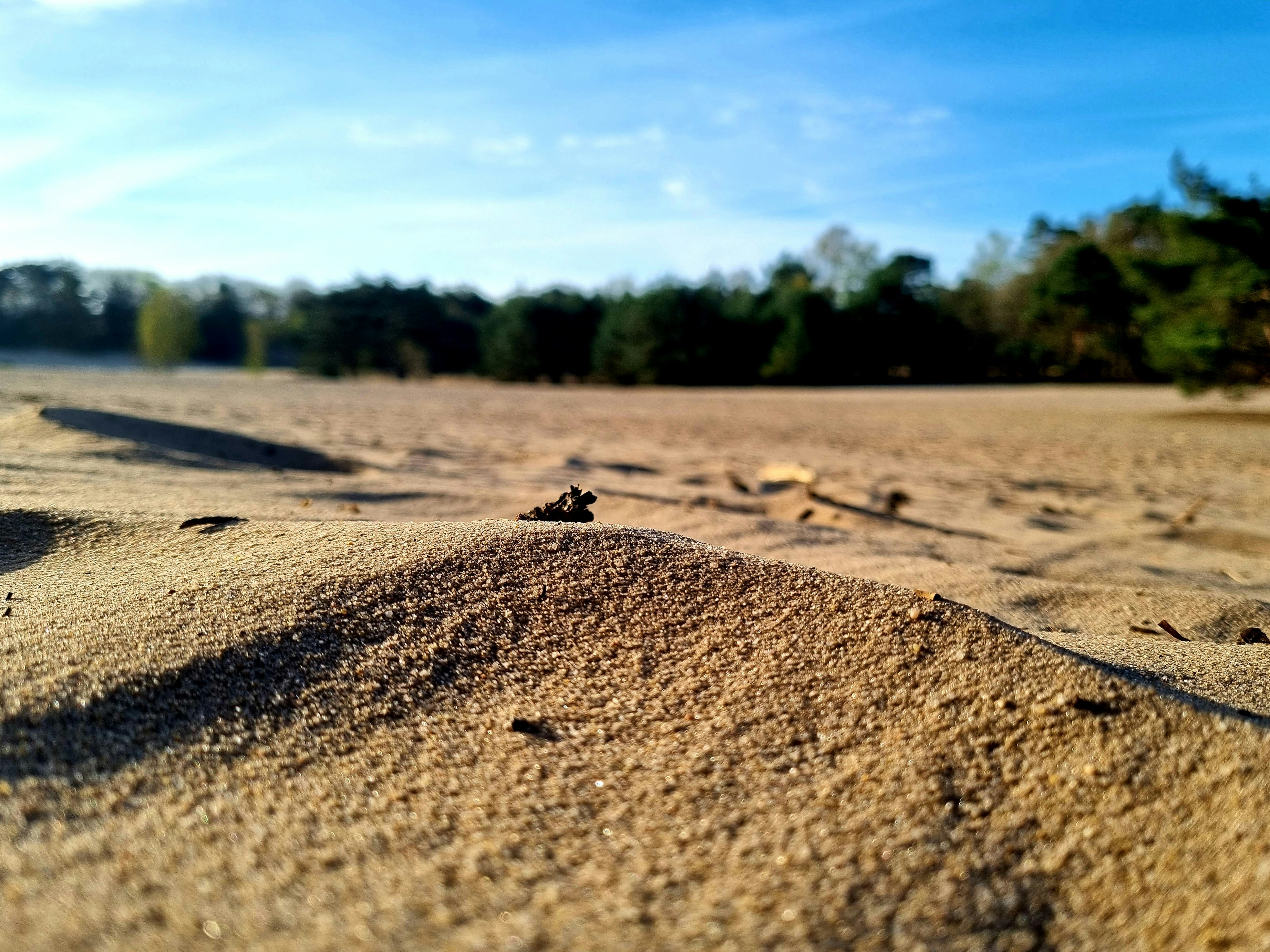 Sunlit Sand Ripples at the Edge of a Quiet Forest