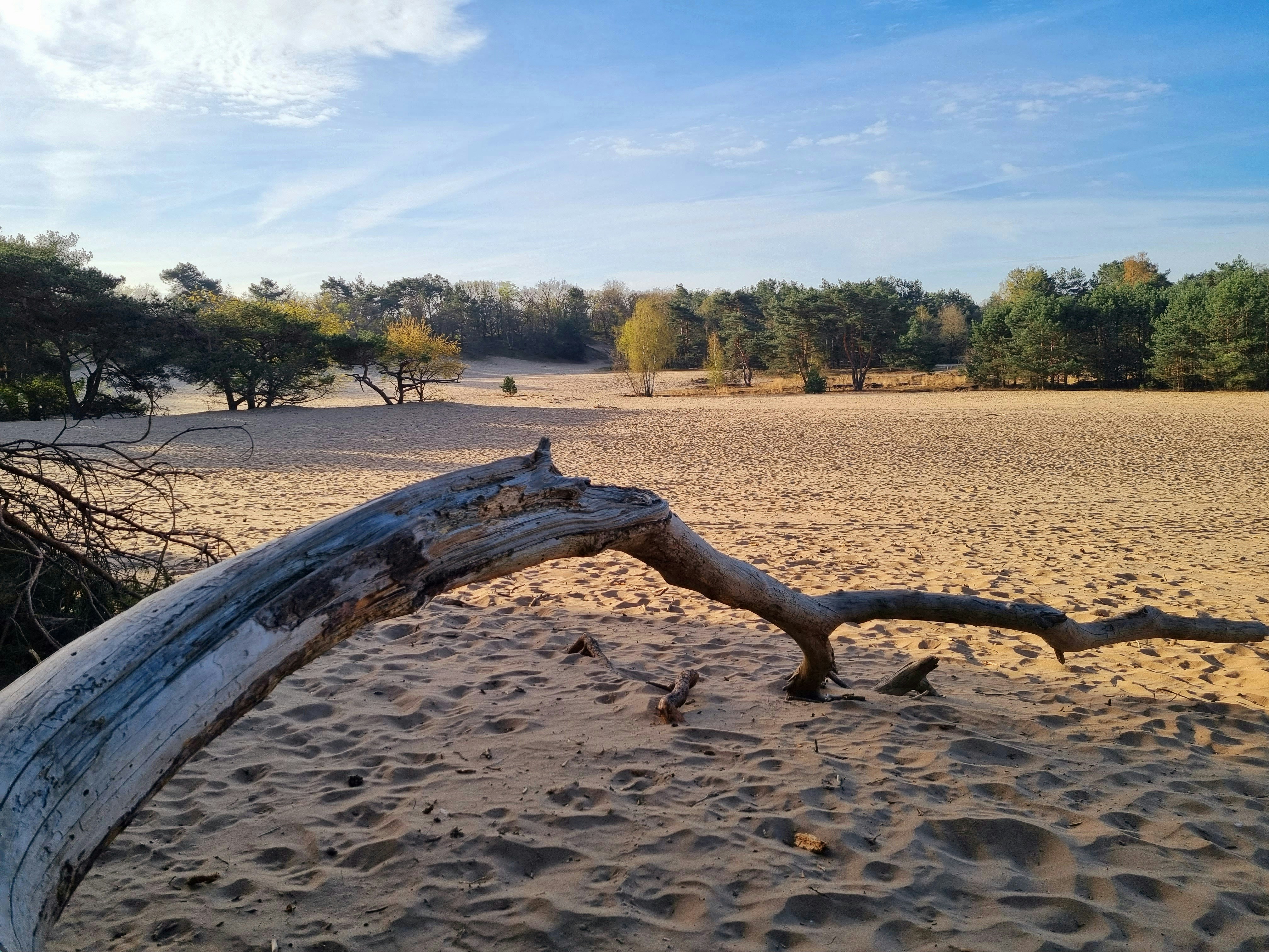 Whispers of the Dunes: A Serene Autumn Landscape