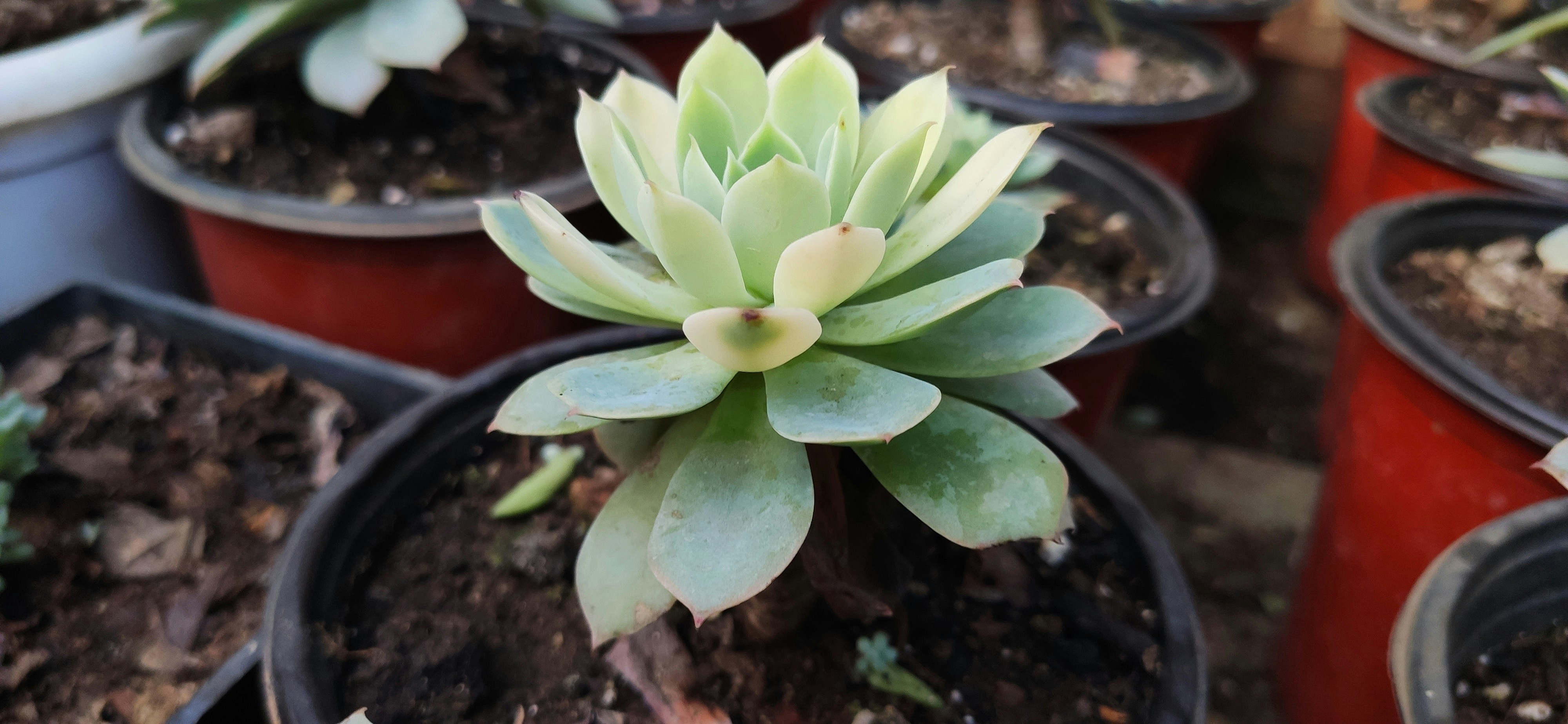 Pale-green rosette succulent amid a cluster of red pots, with exposed soil and pebbles in the foreground.