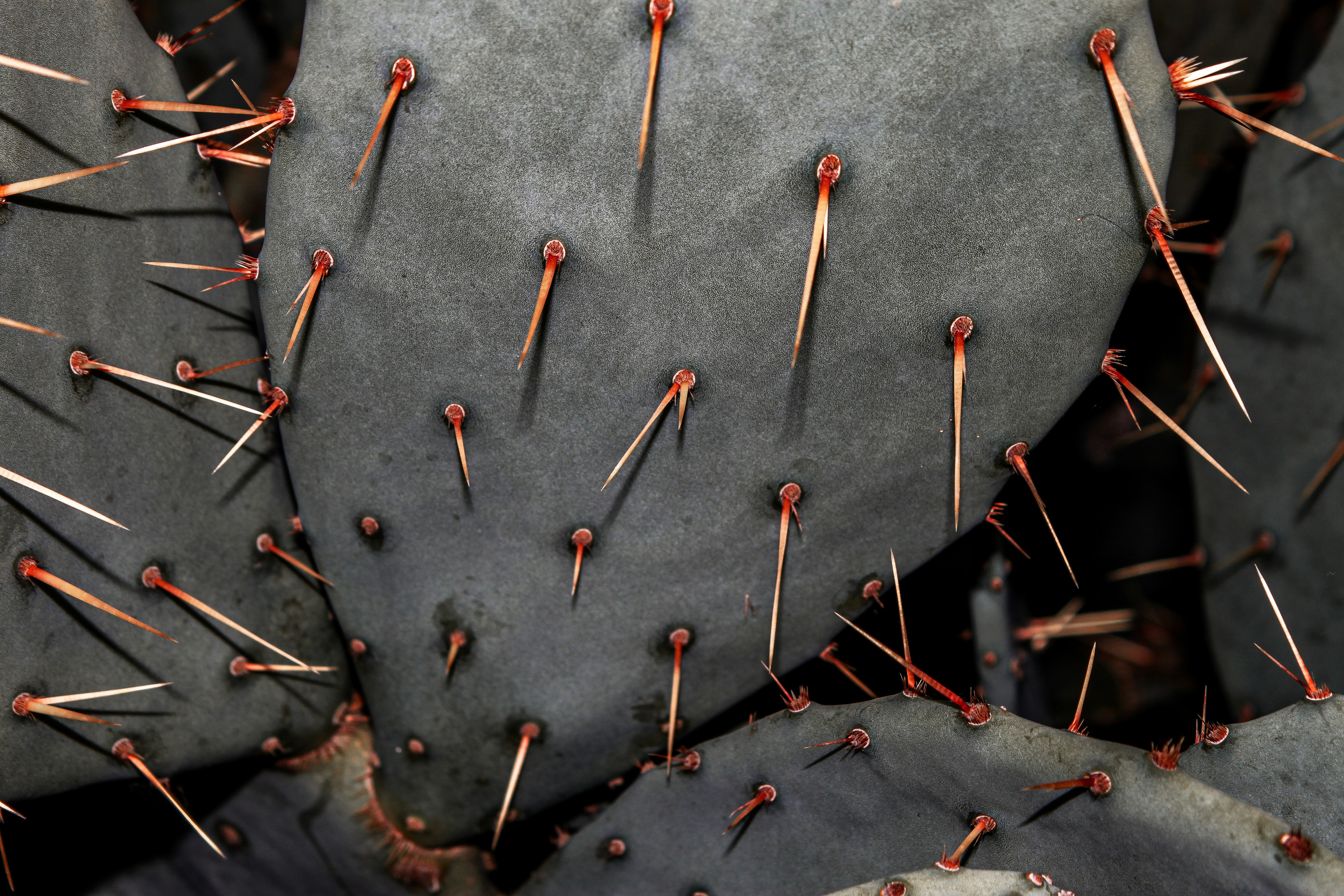 Prickly Armor: Macro Portrait of Prickly Pear Spines on Gray Pads