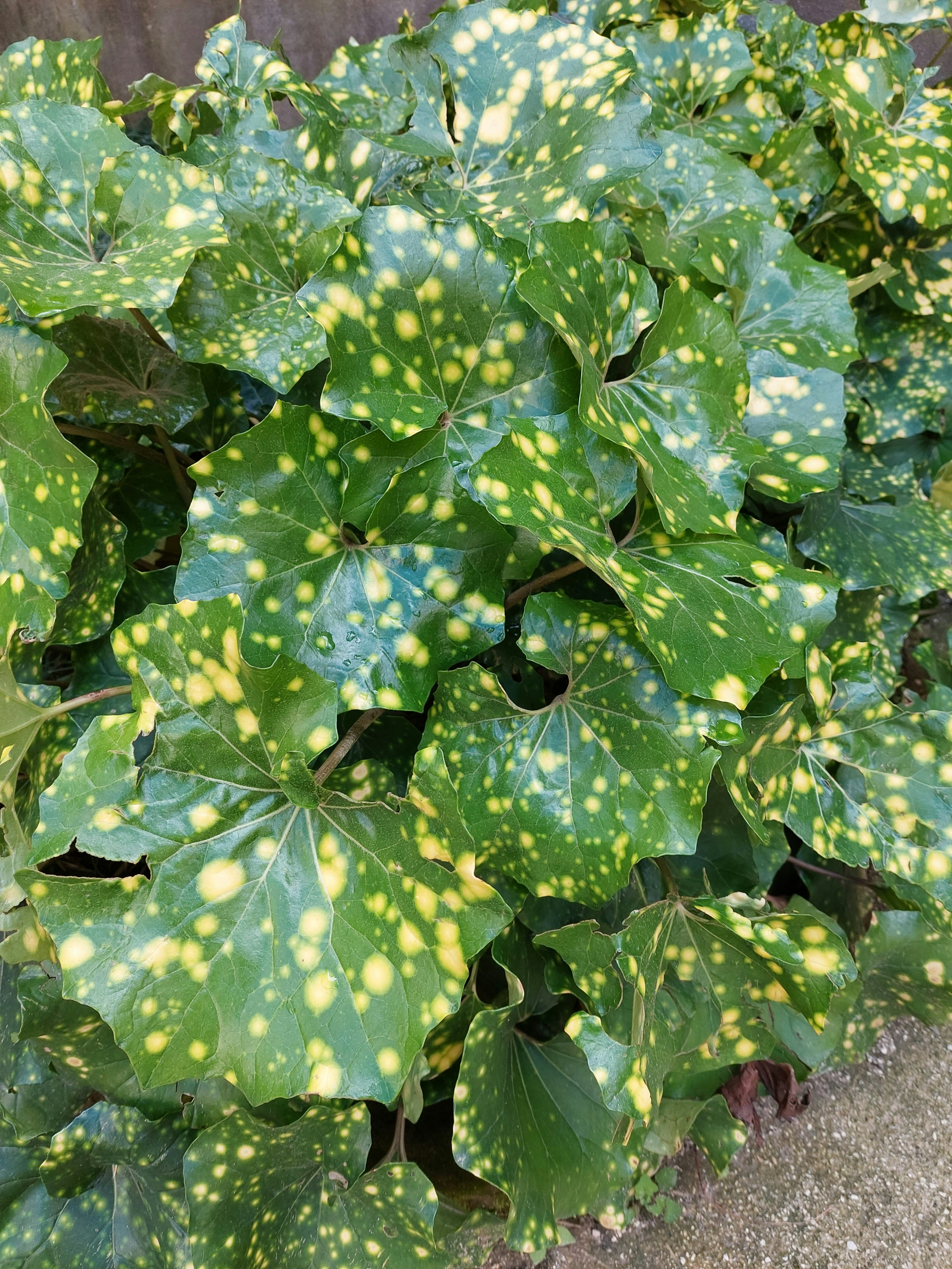 Nature's Polka Dot Canvas