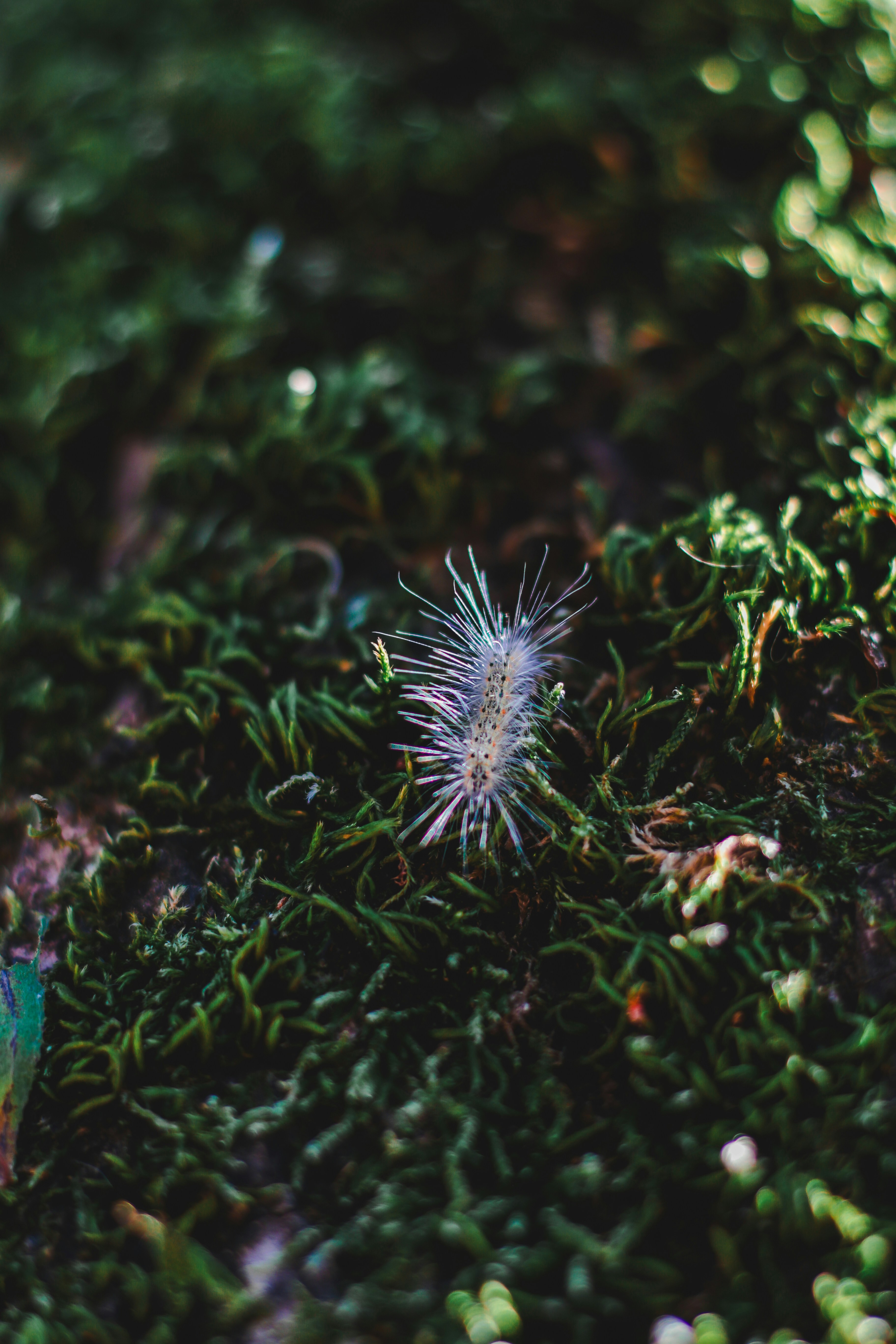 Snow-Needle Fungus Reigning Over a Velvet Moss Bed