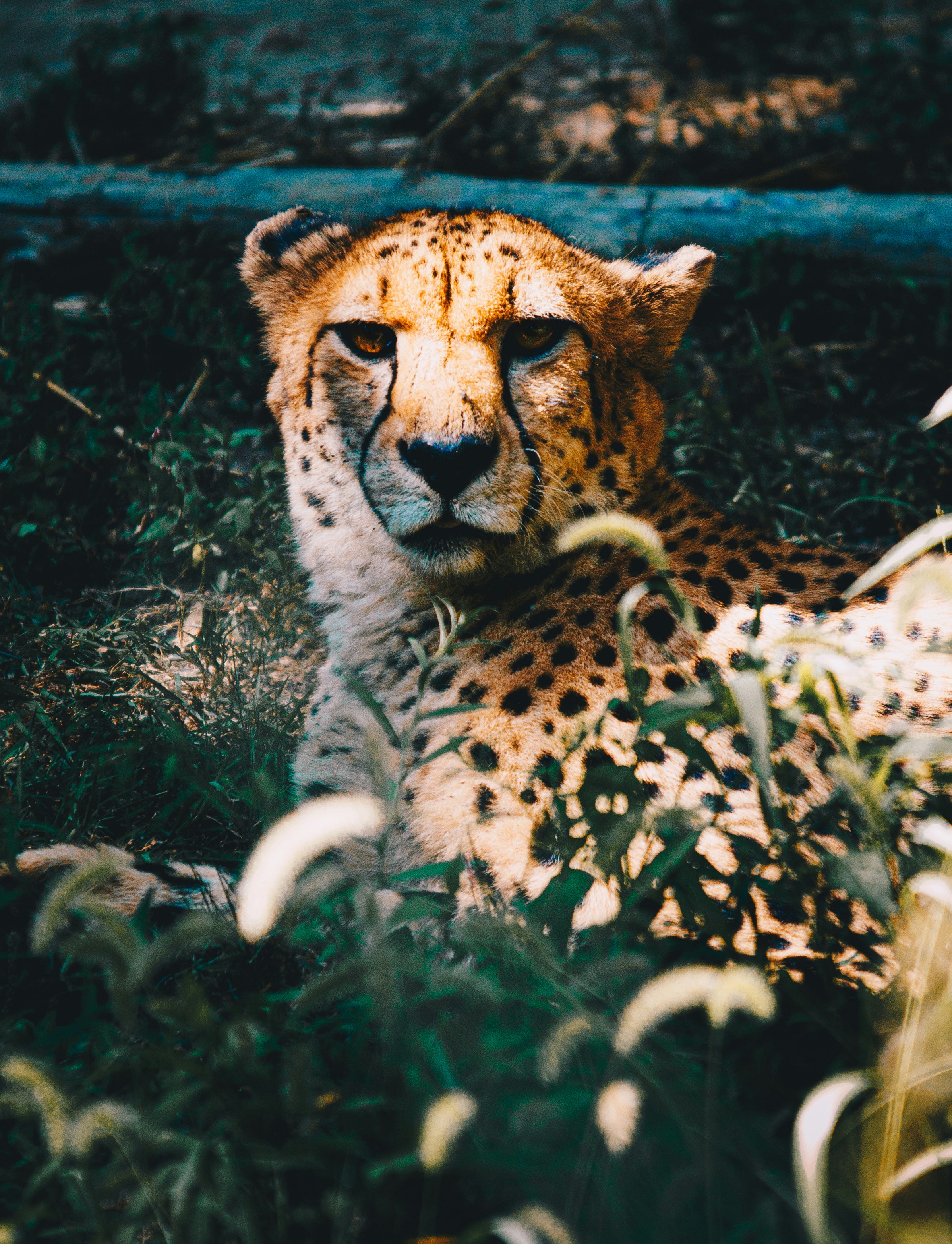 Silent Watcher of the Savannah