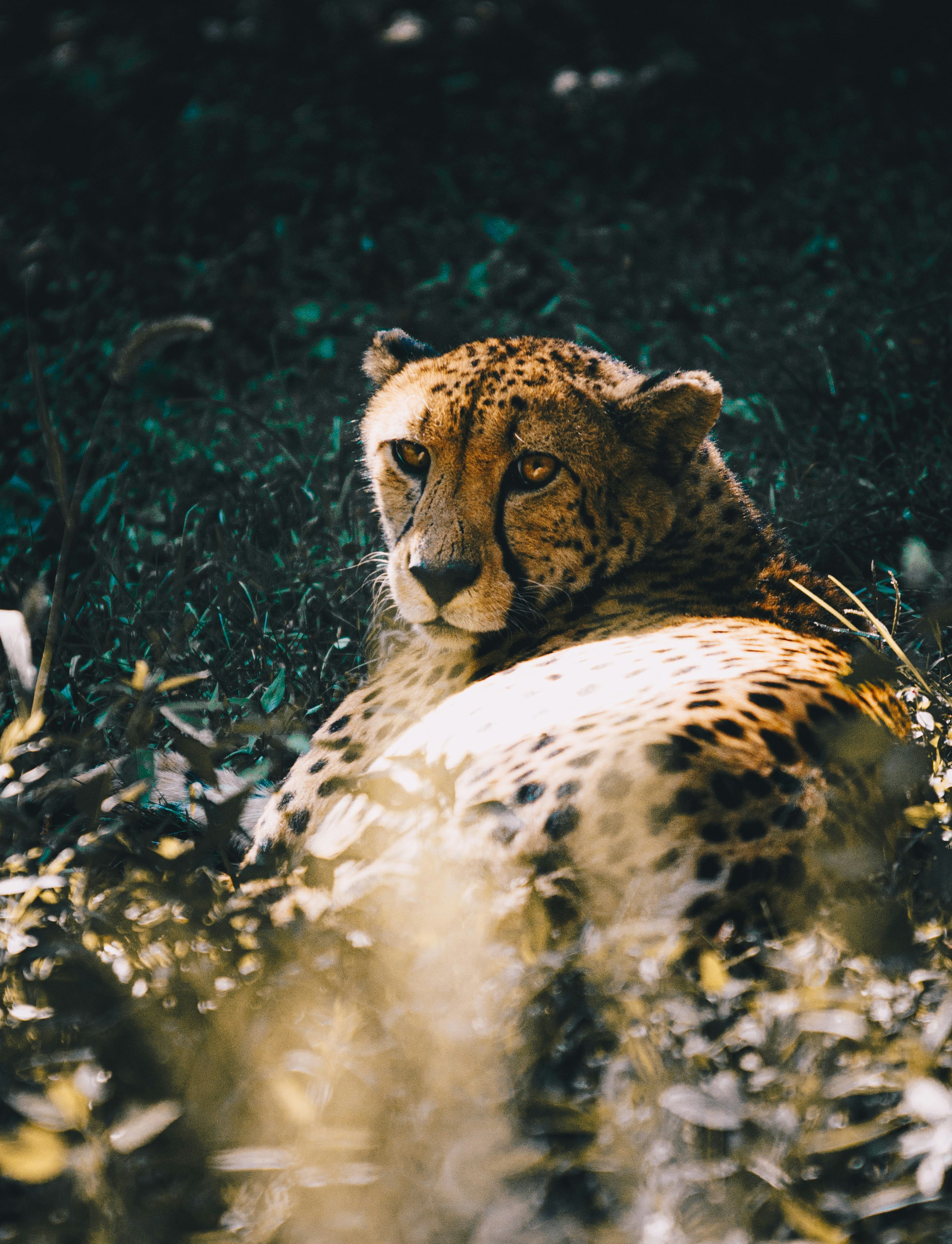 Gaze Through the Grass: A Cheetah's Quiet Vigil