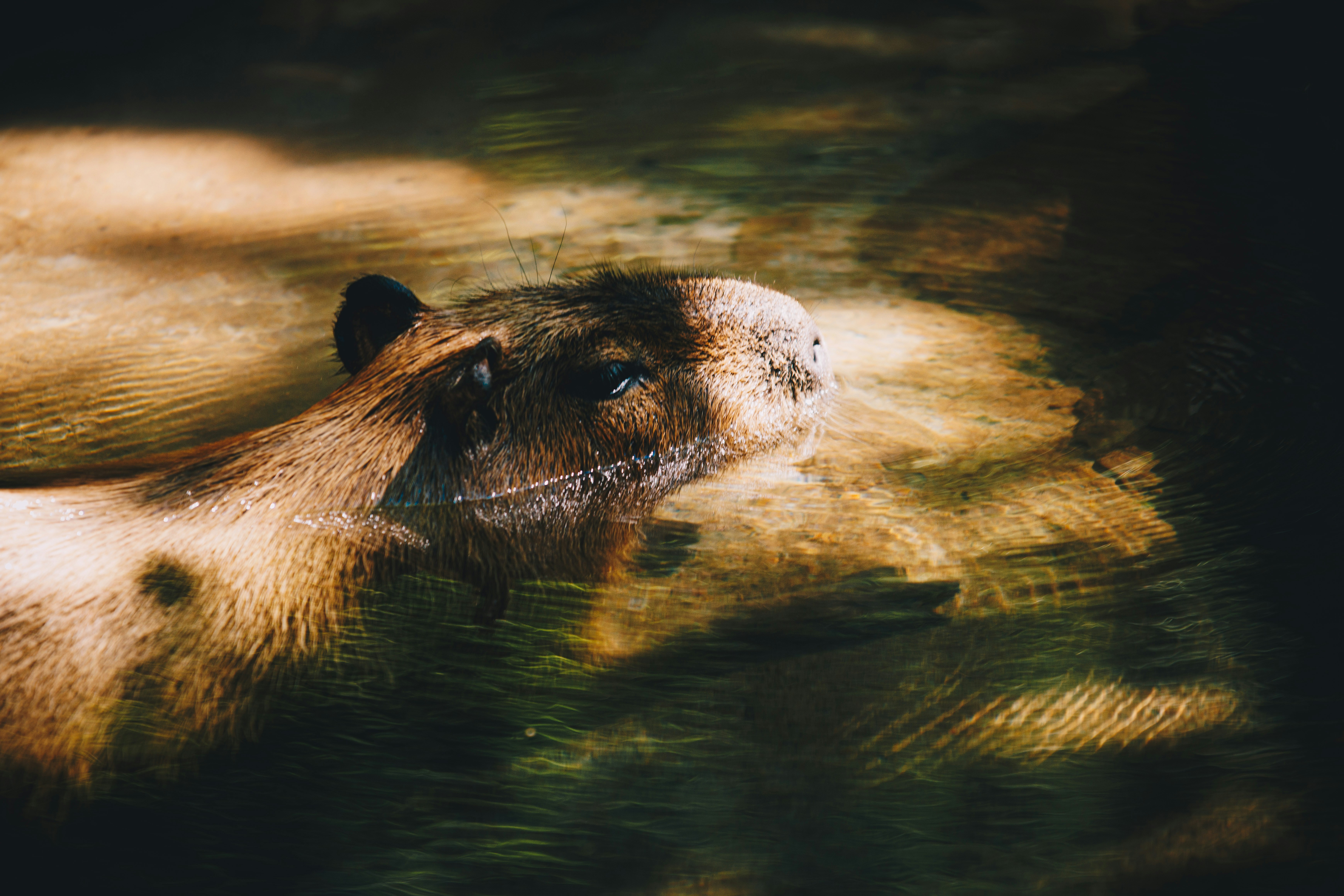 Fotos de Capibaras HD gratis | Descargar en Unsplash