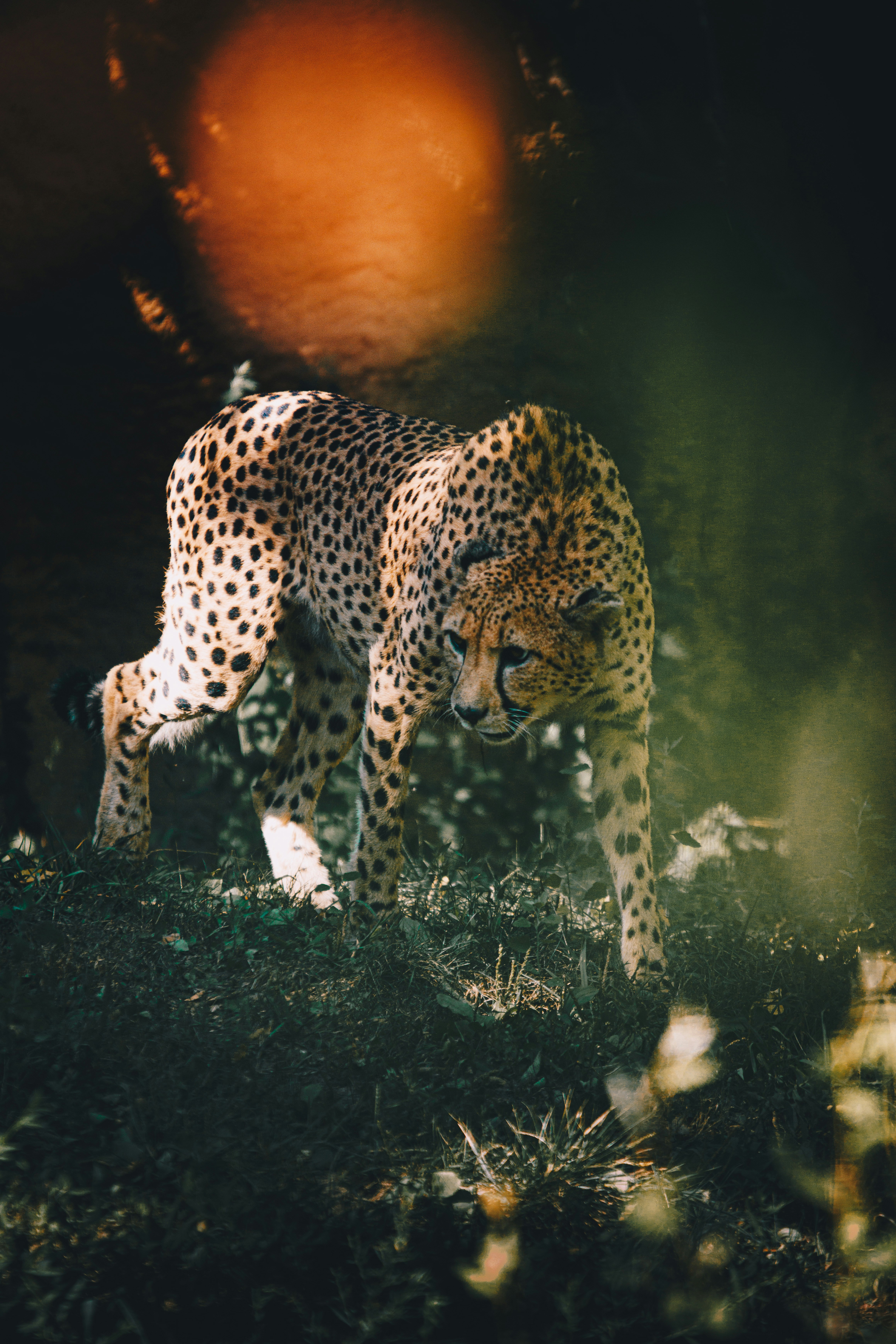 Dappled Ambush: Leopard Pauses in Shadowed Understory
