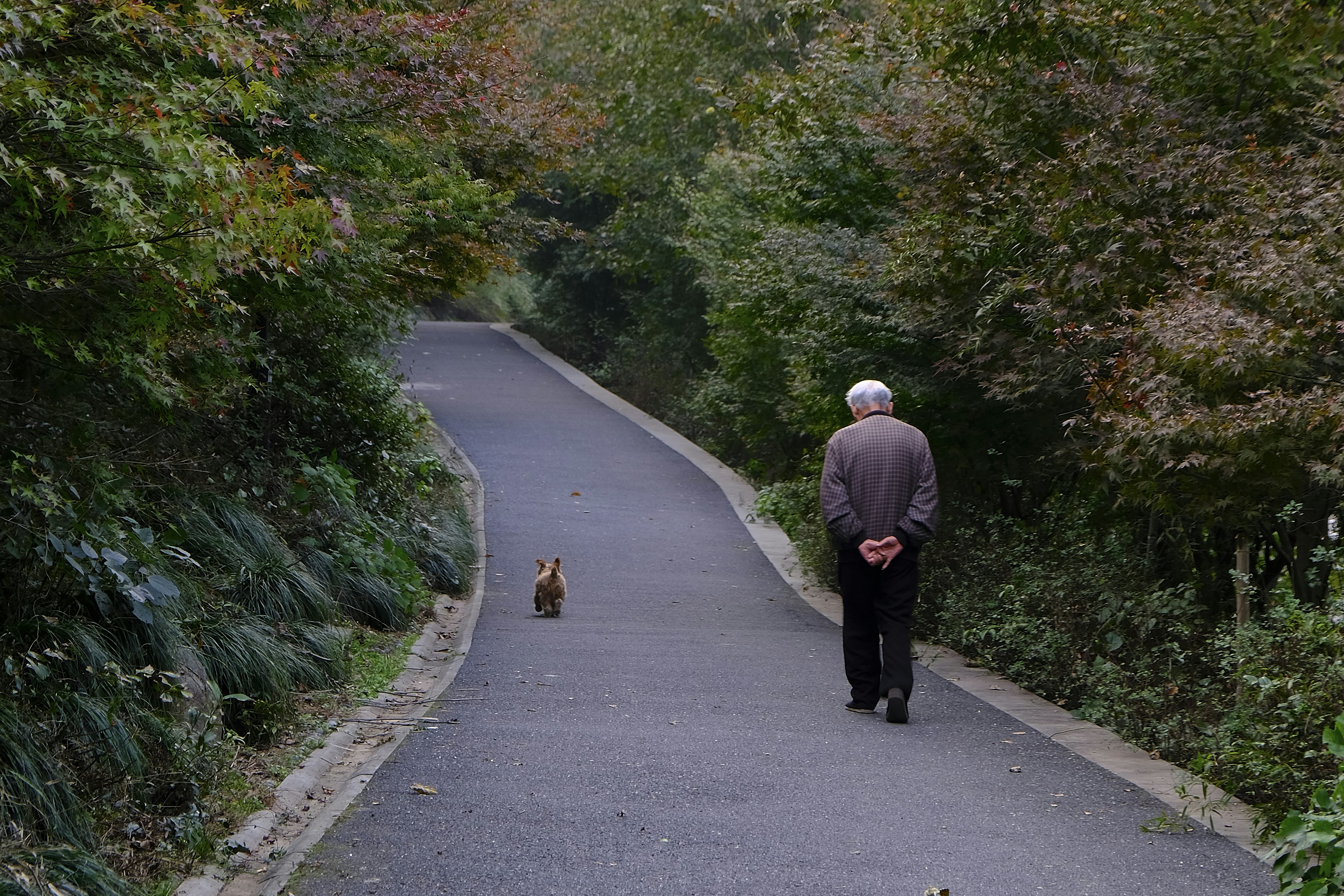 The Quiet Arc: A Man and His Dog on a Park Path