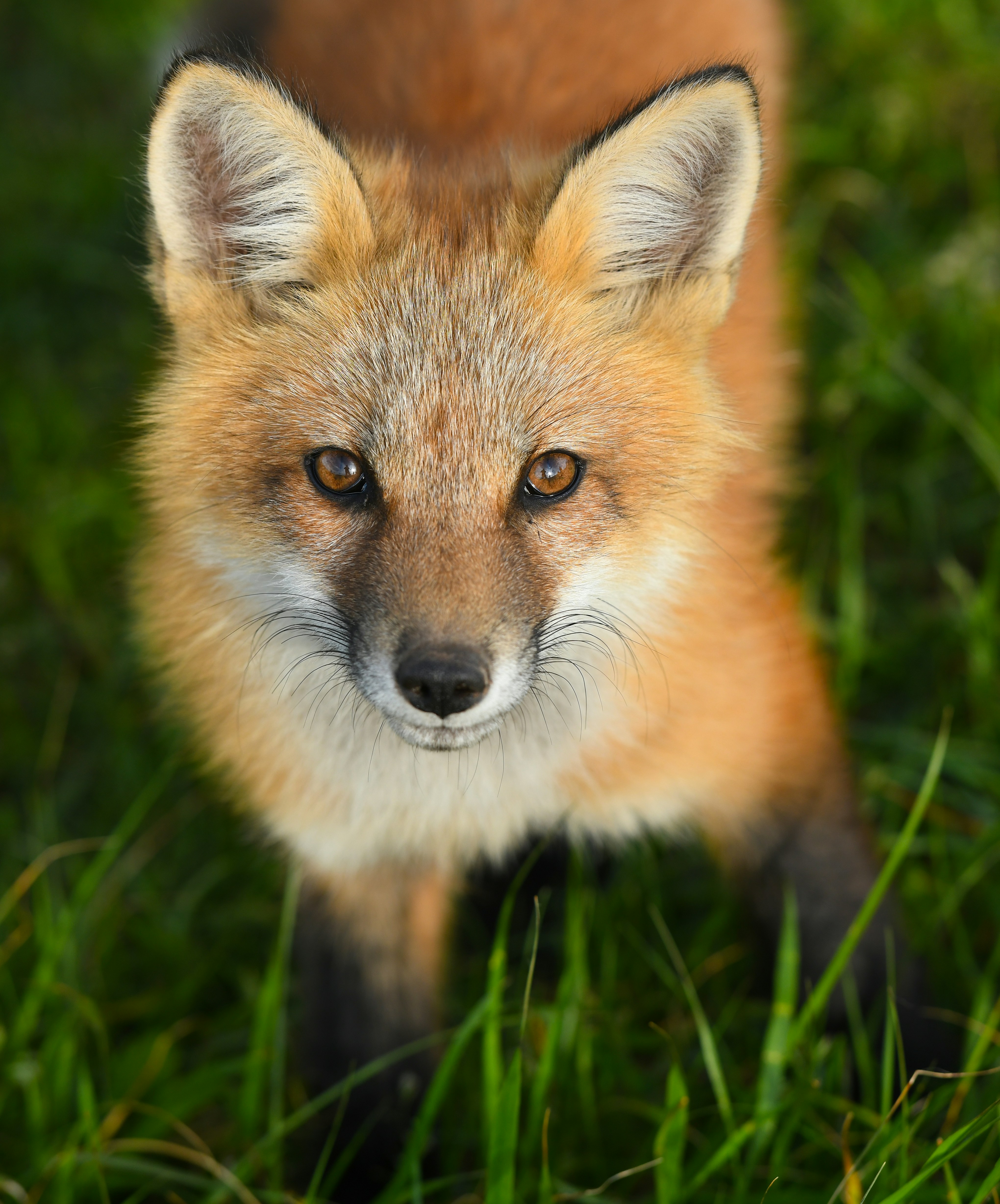 A red fox gazes intently at the viewer, surrounded by lush green grass. The fox's expressive eyes and soft fur create a captivating presence.