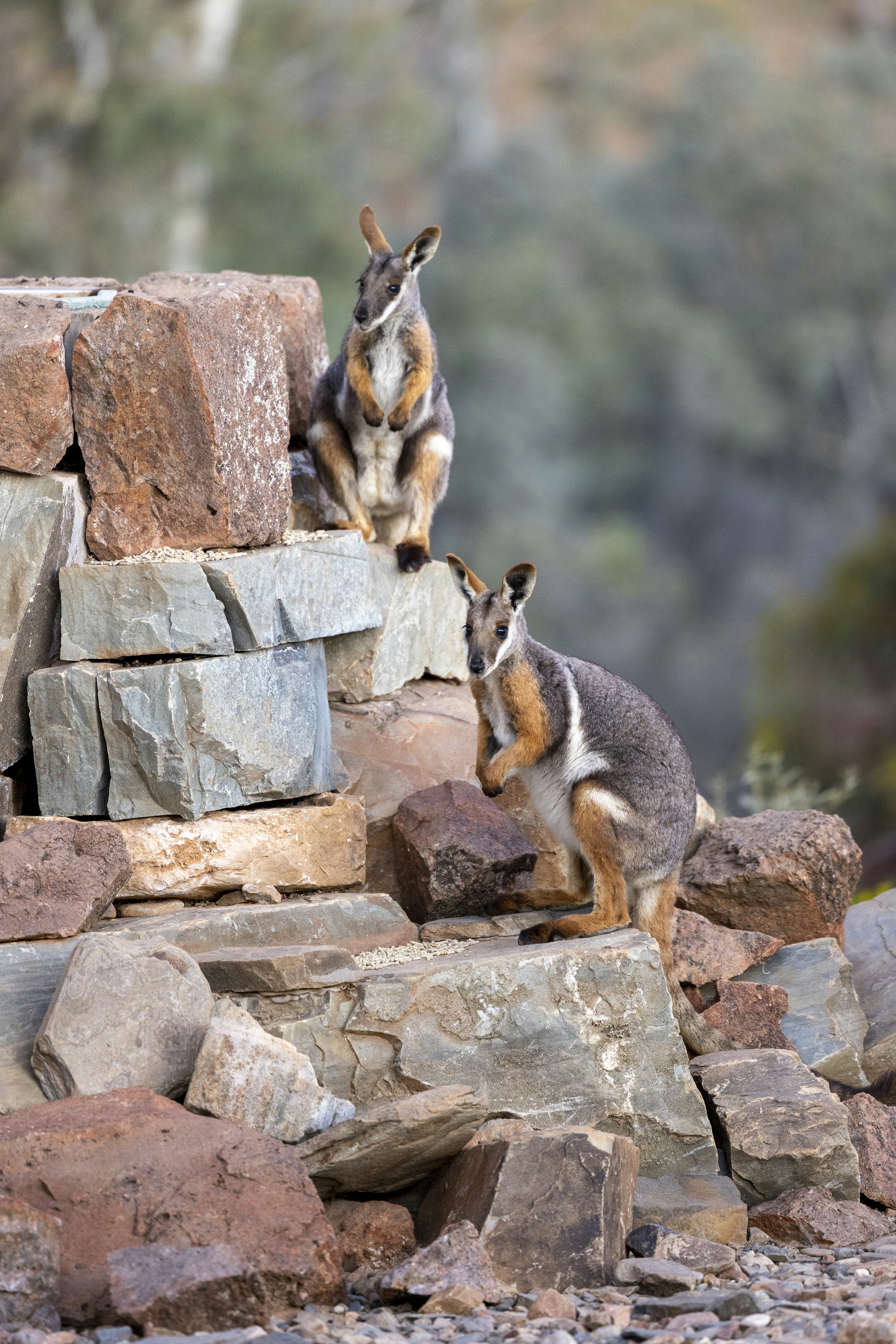 Sentinels on Stone: Two Rock Wallabies among Rugged Cairns