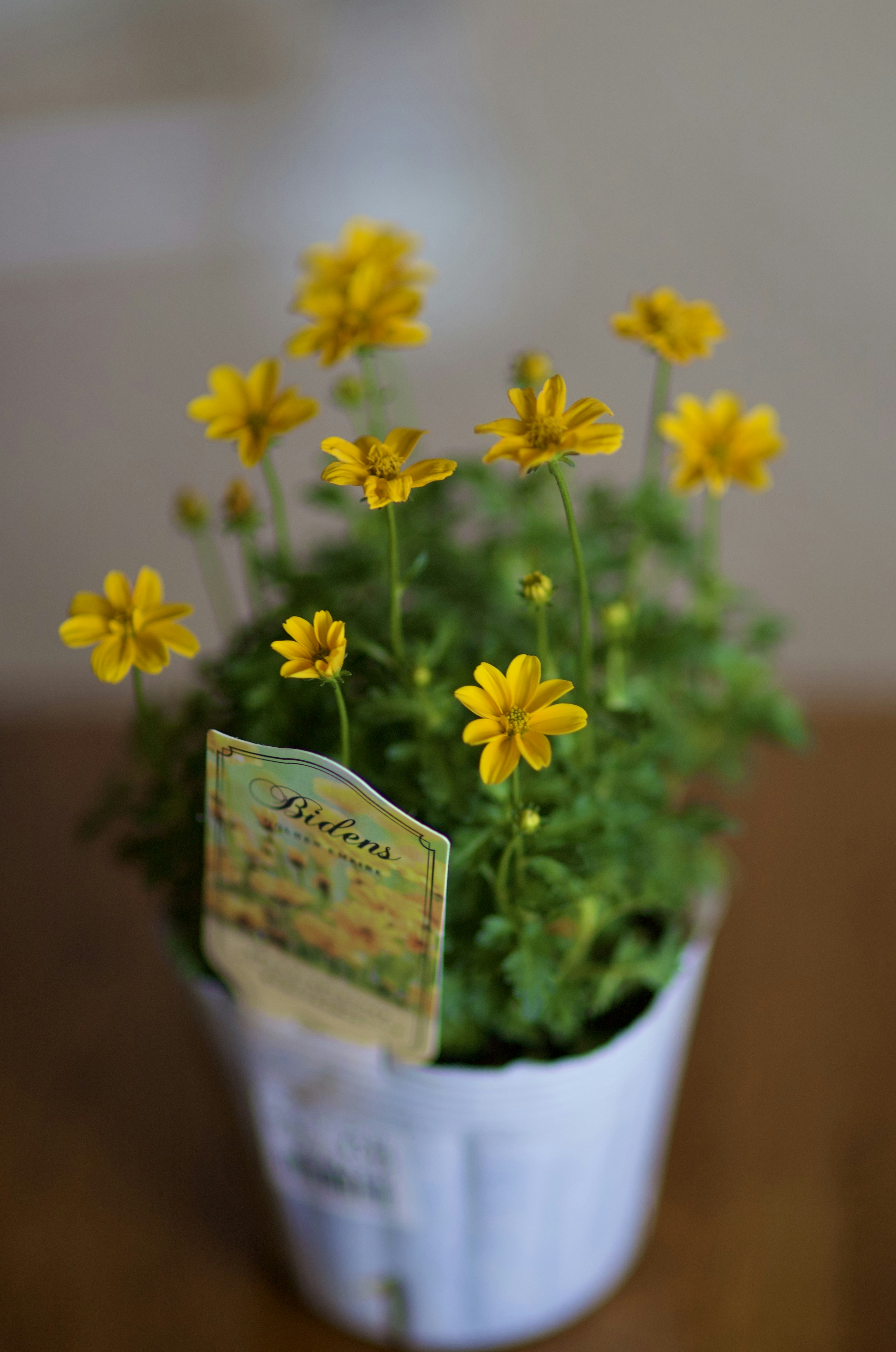Sunlit Bidens in a Tiny Pot: A Quiet Macro Moment
