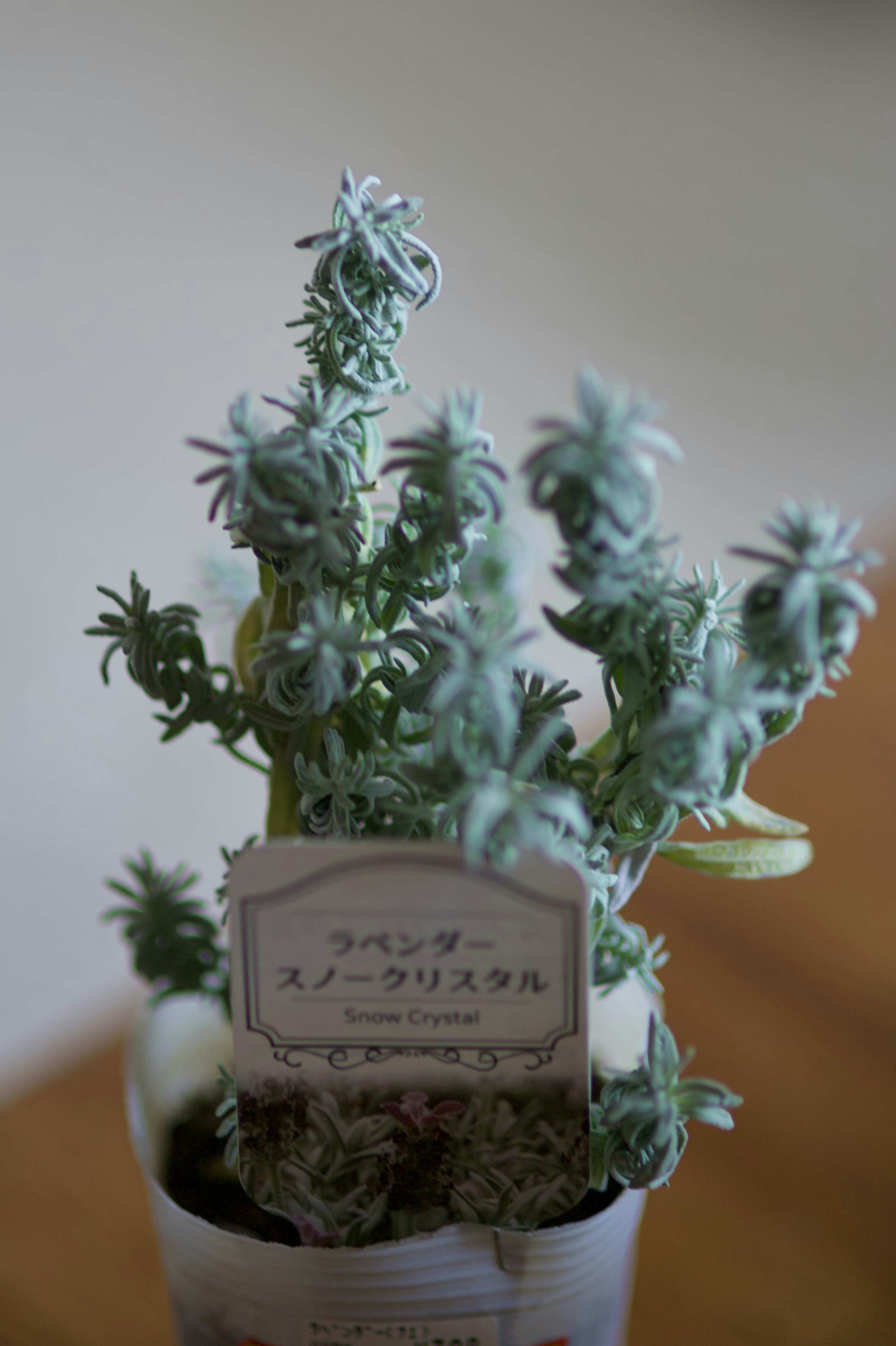 Snow Crystal in a Tiny Pot: Frosted Sprigs Reaching for Soft Light