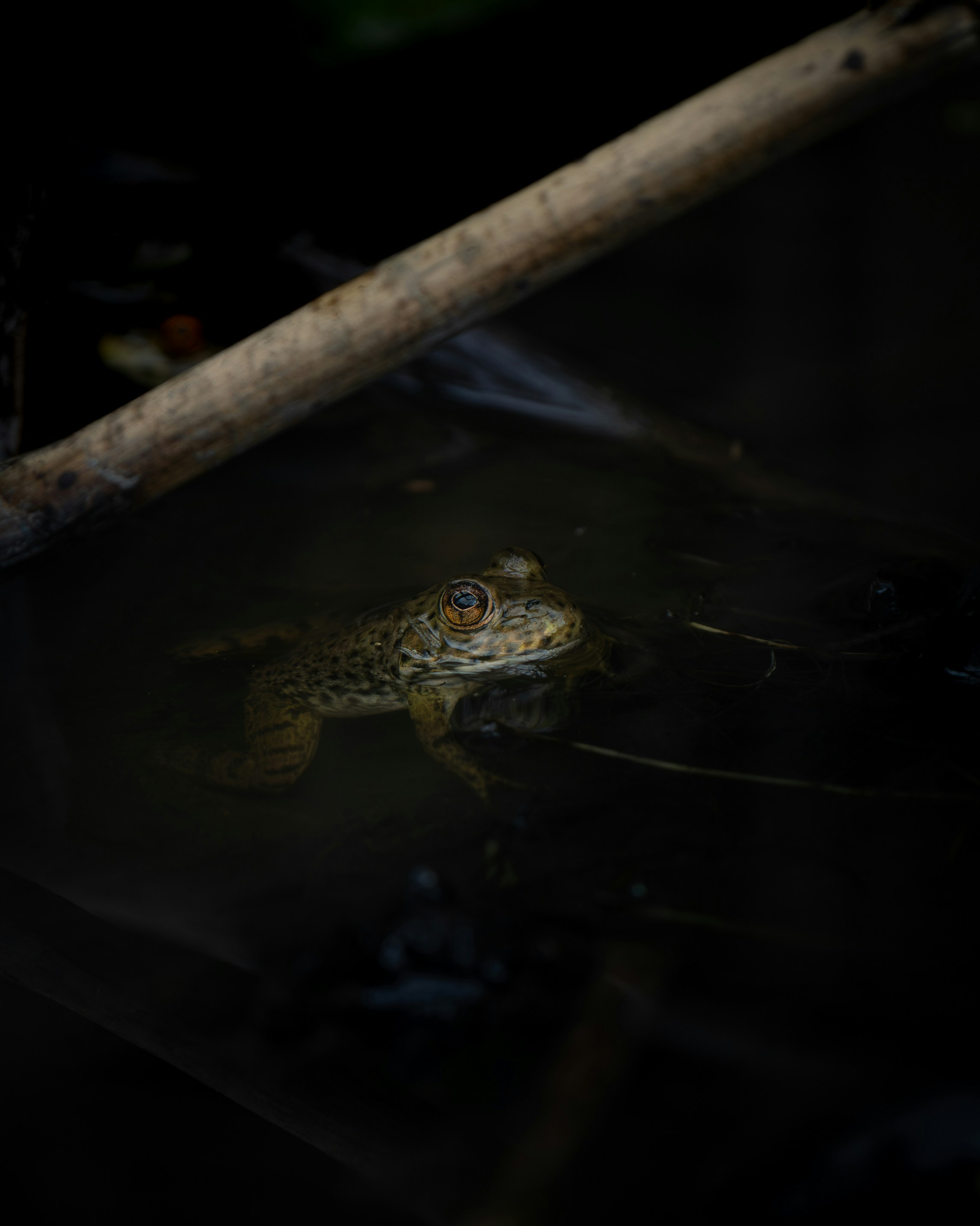 Low-Light Sentinel: The Frog’s Glistening Eye in a Shadowed Pond