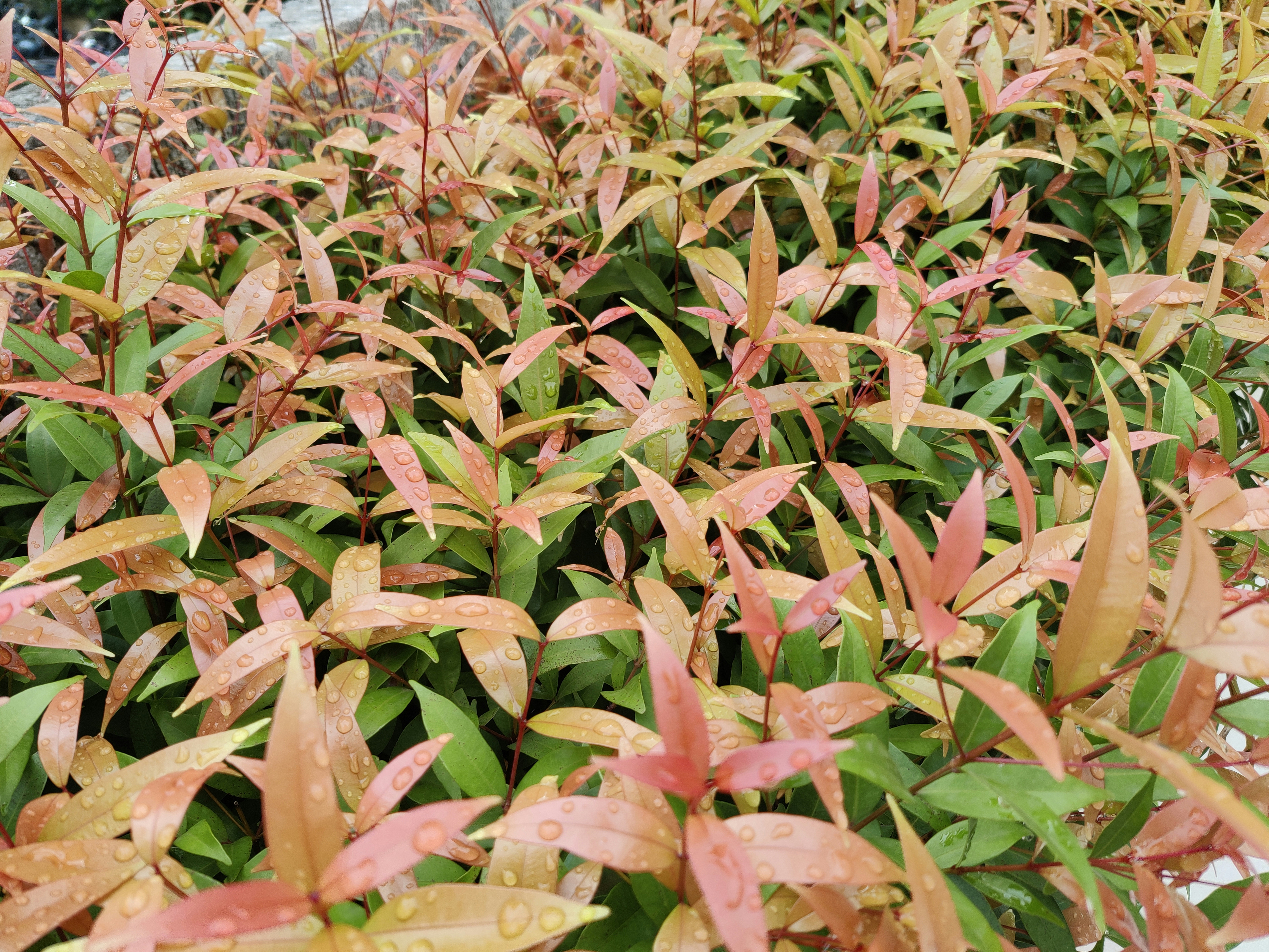 Dew-Glazed Pink-Green Foliate: Close-Up of Autumn Leaves