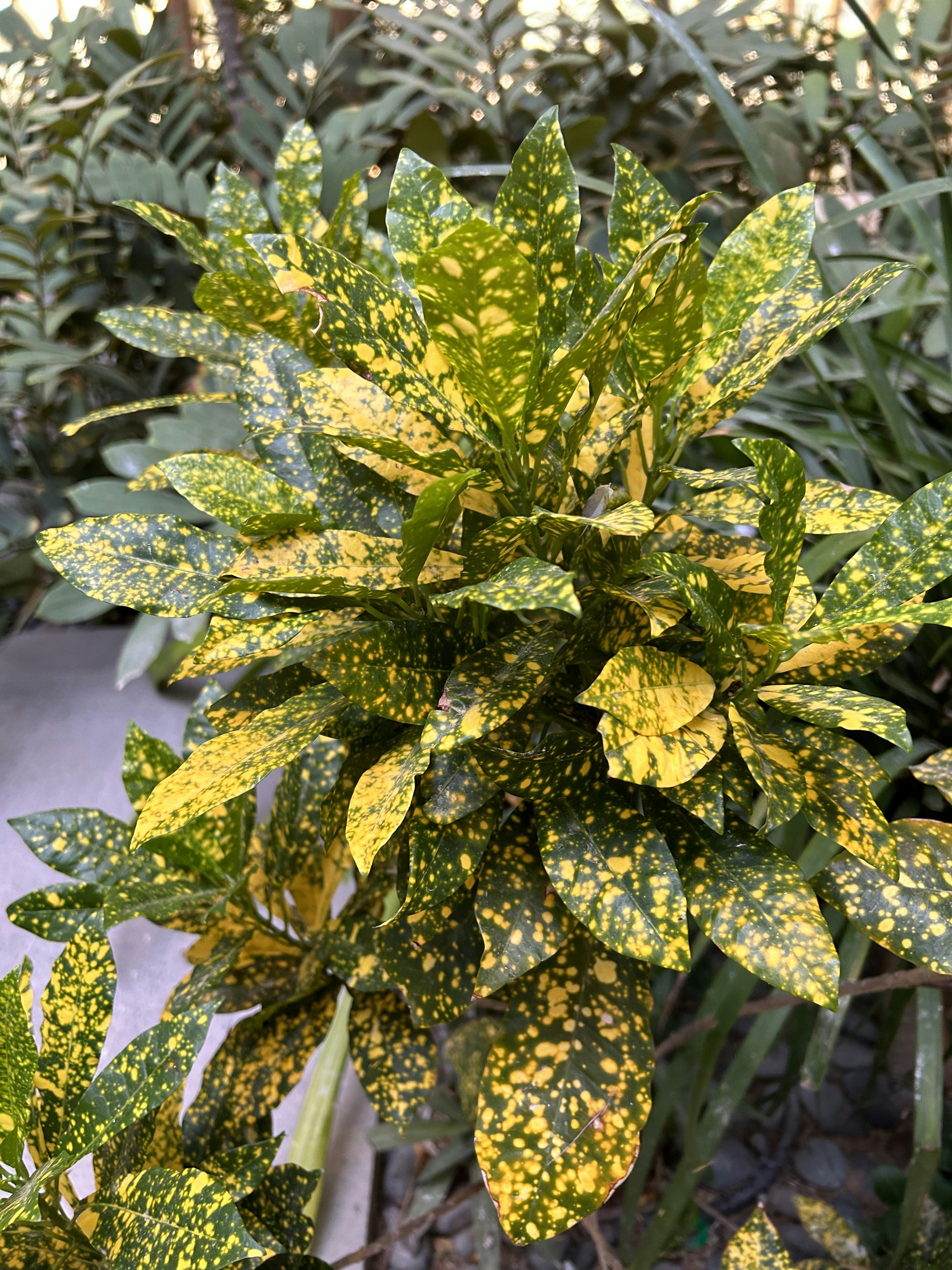 Photo by Yahya Yasser with Apple iPhone 14