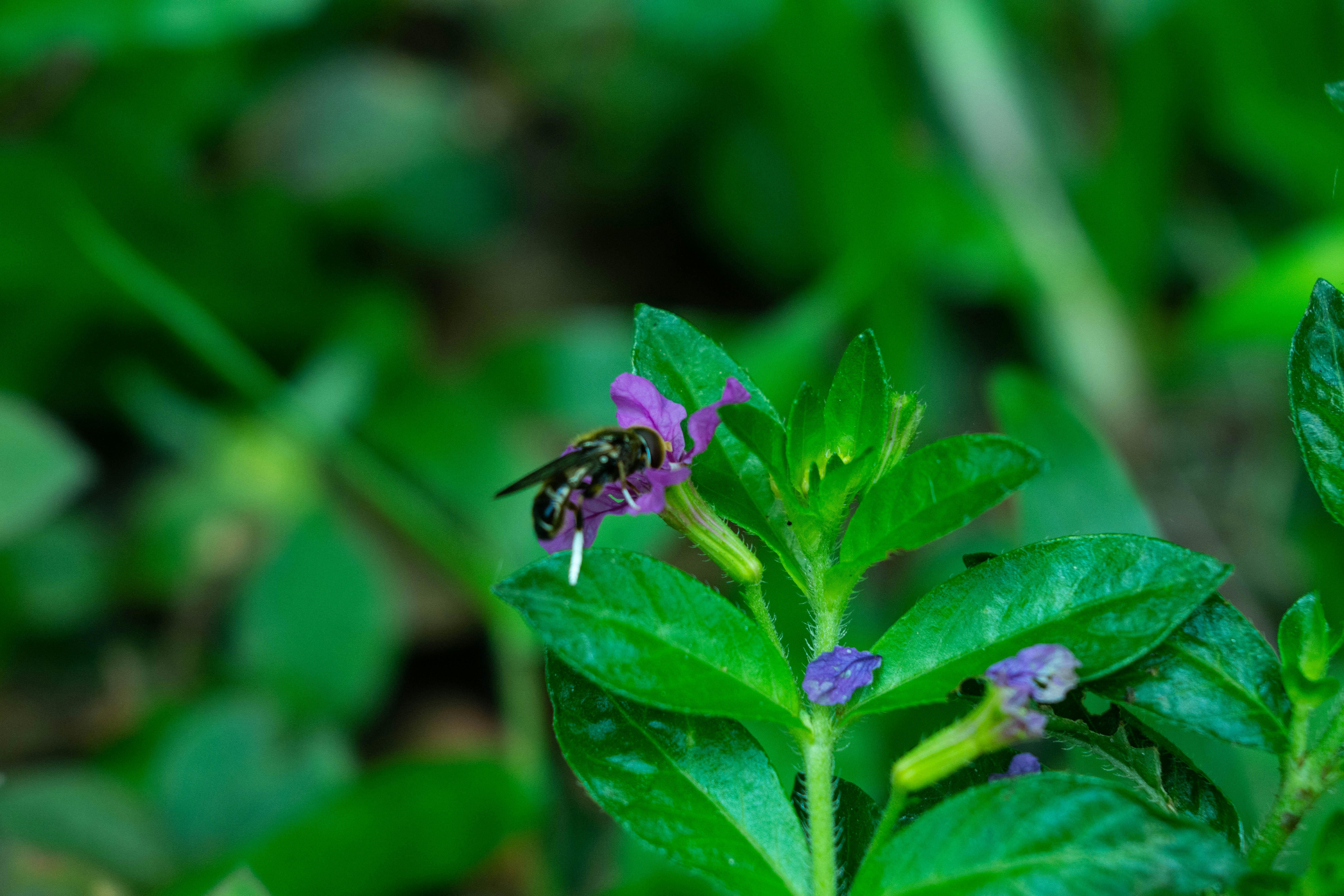 Hovering Pollinator on Violet Blooms Amid Green Foliage