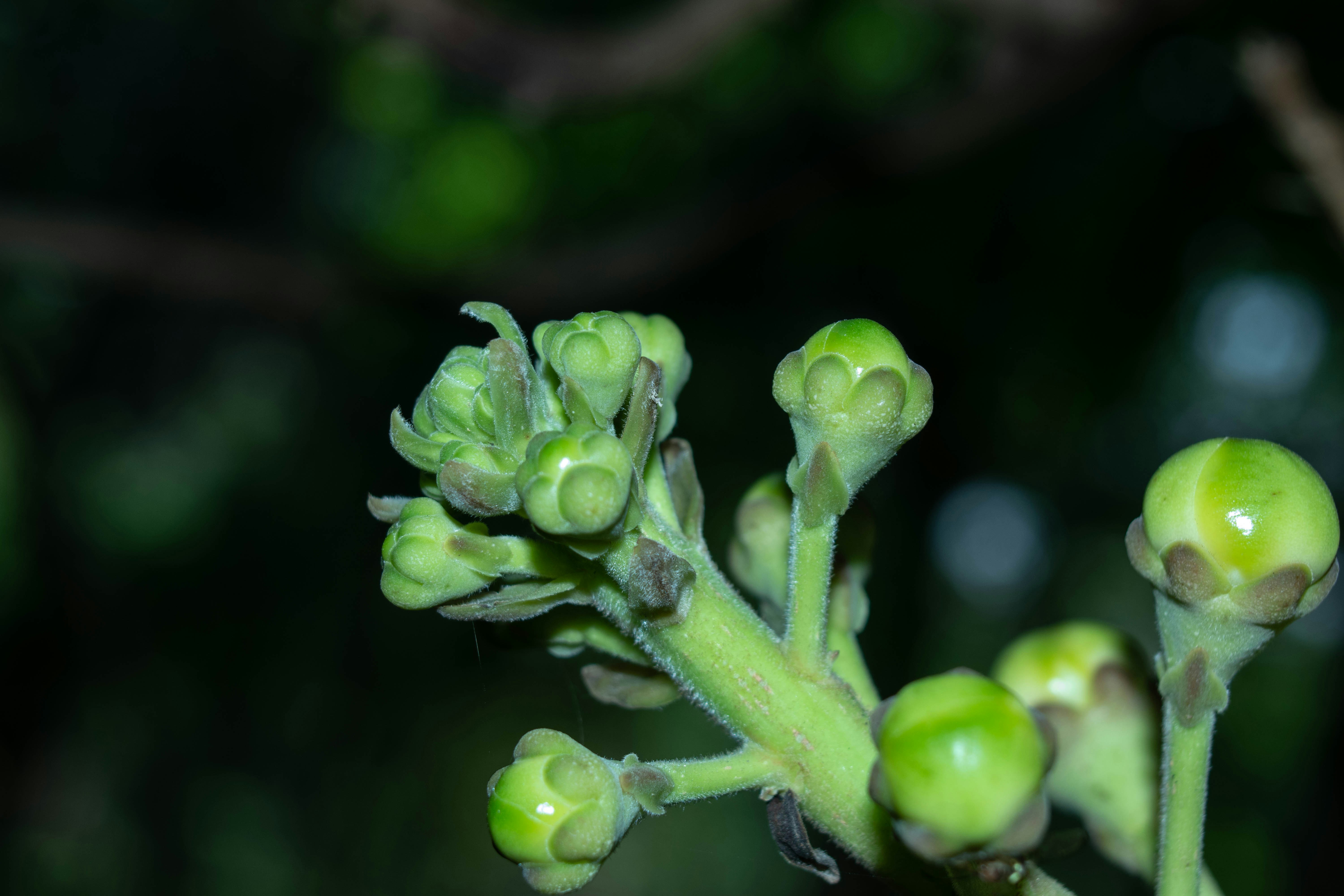 Emerald Buds Ascend: A Macro Portrait of New Growth on a Green Stem